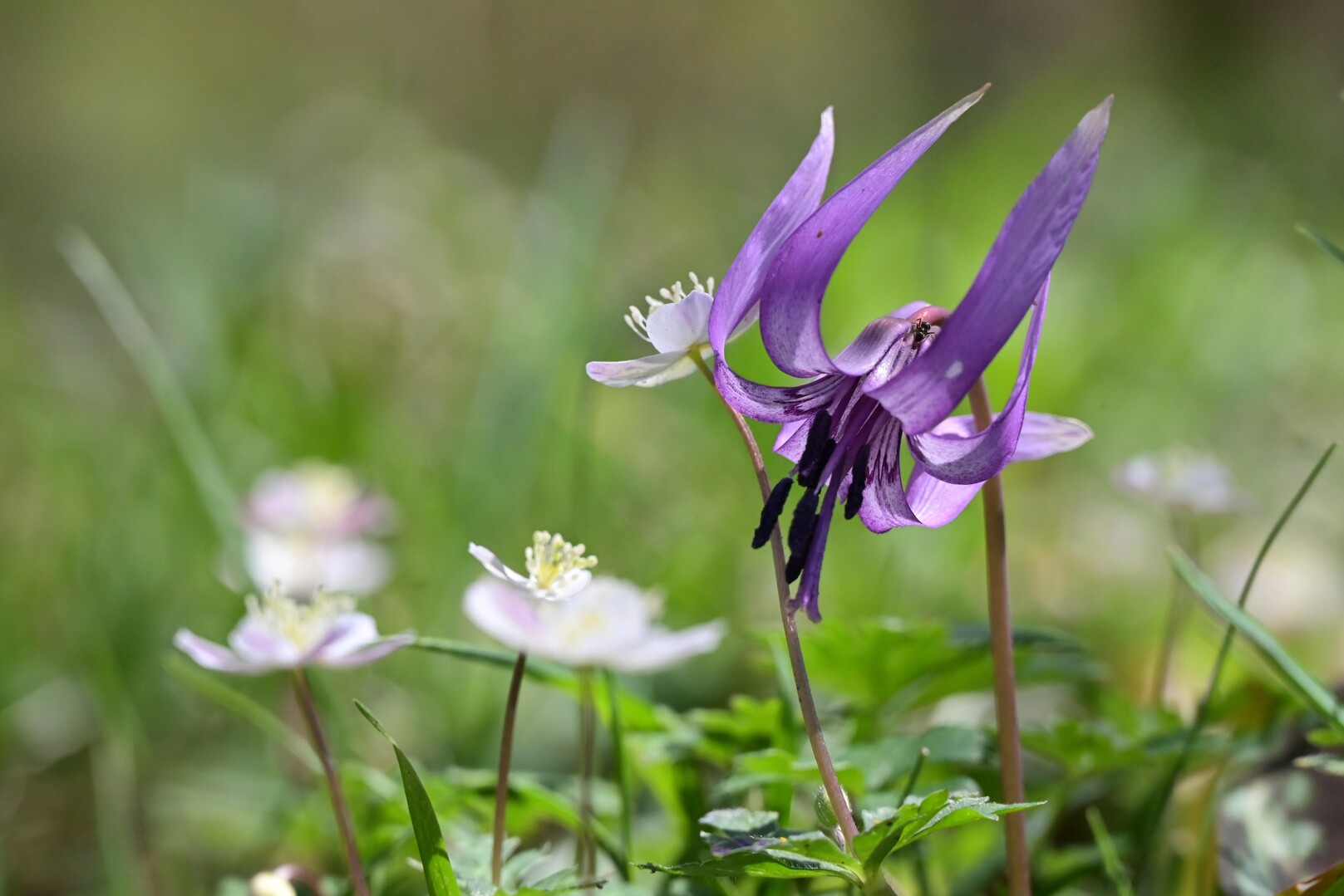 僕訪山 / k3さんの霧訪山・大芝山・鳴雷山の活動データ | YAMAP / ヤマップ