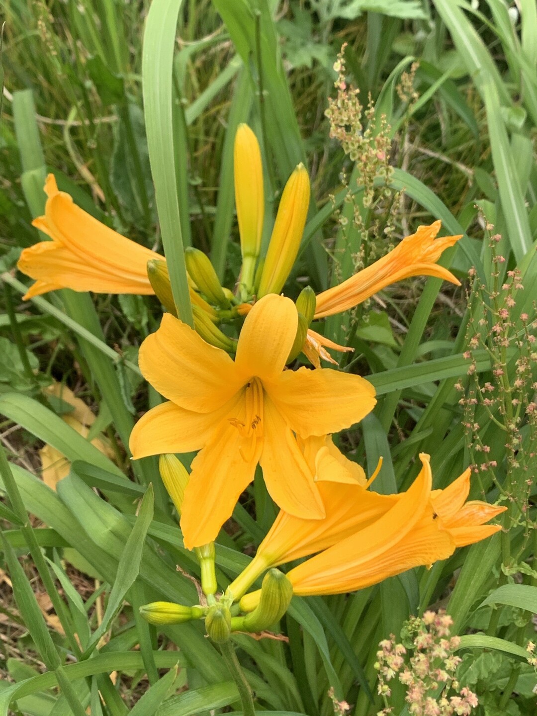 大野亀 2022-05-21 / maiさんの佐渡島の活動データ | YAMAP / ヤマップ