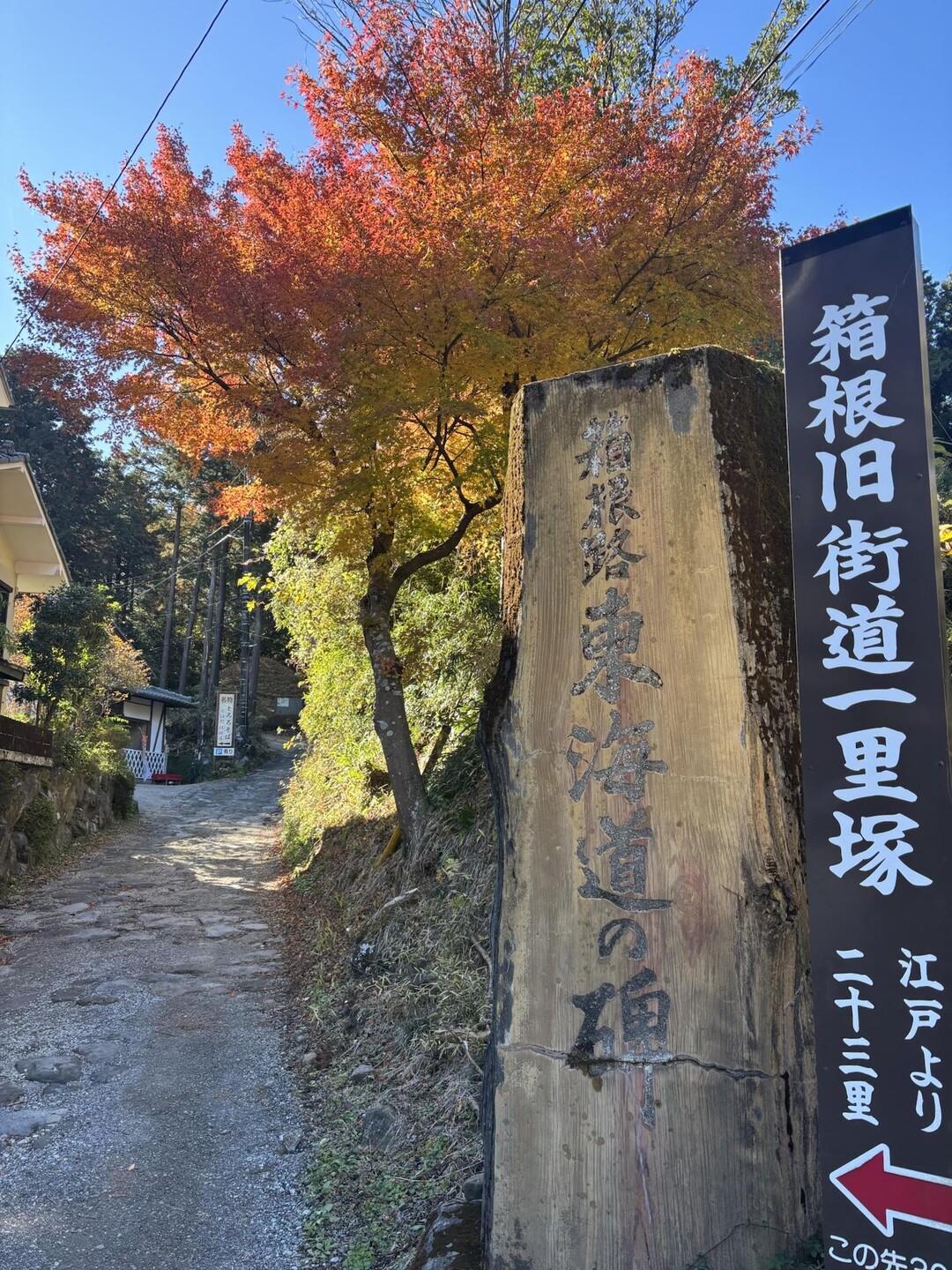 箱根旧街道 / Yumiさんの箱根山・神山の活動データ | YAMAP / ヤマップ