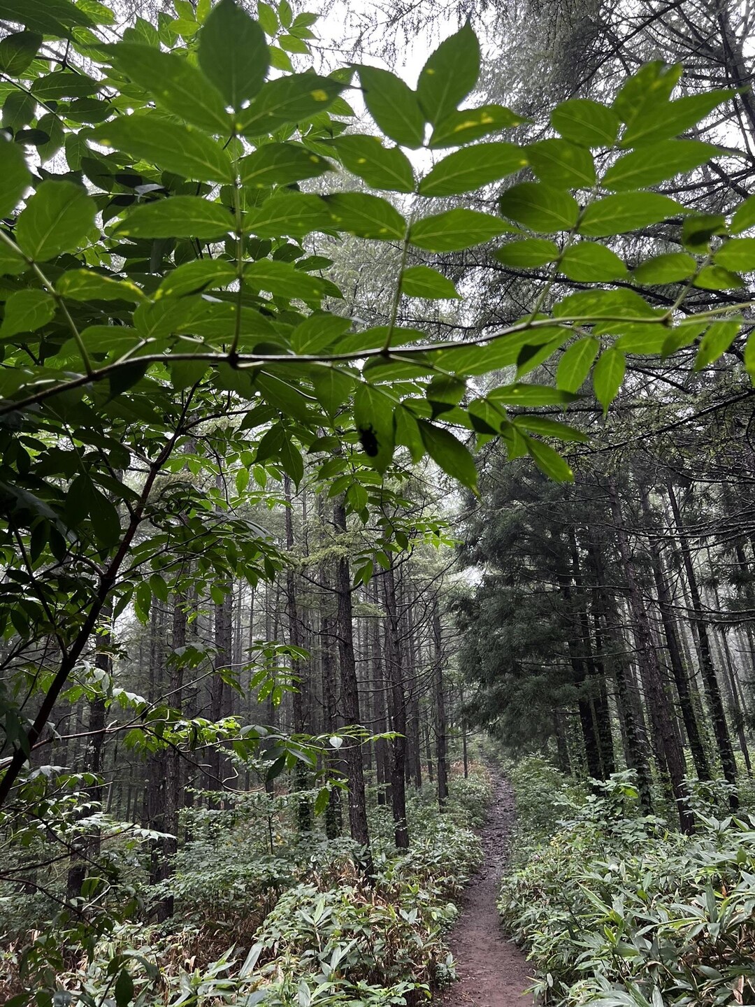 泉ヶ岳 / kanaさんの船形山（御所山）・泉ヶ岳・蛇ヶ岳の活動データ | YAMAP / ヤマップ