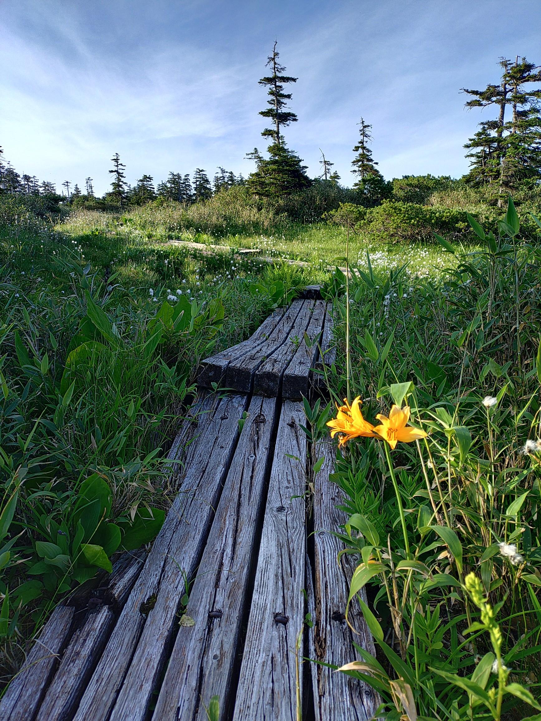 公園⑤ / 138本しいたけさんの大雪山系・旭岳・トムラウシの活動データ | YAMAP / ヤマップ