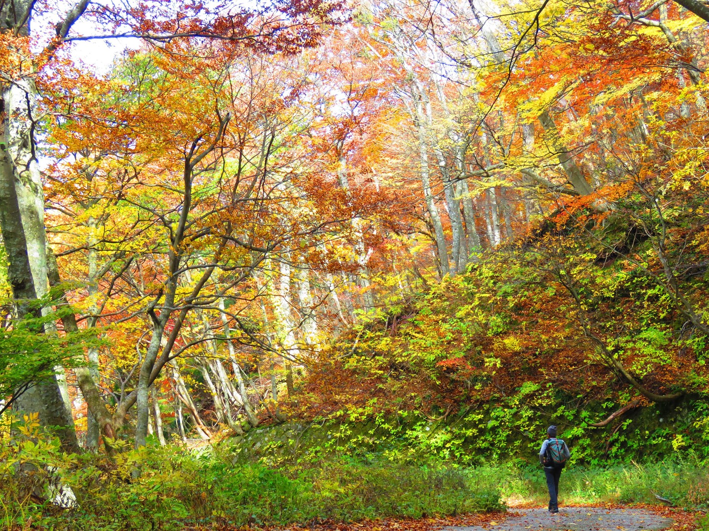 大山さんcolors / ニクキューさんの大山・甲ヶ山・野田ヶ山の活動データ | YAMAP / ヤマップ