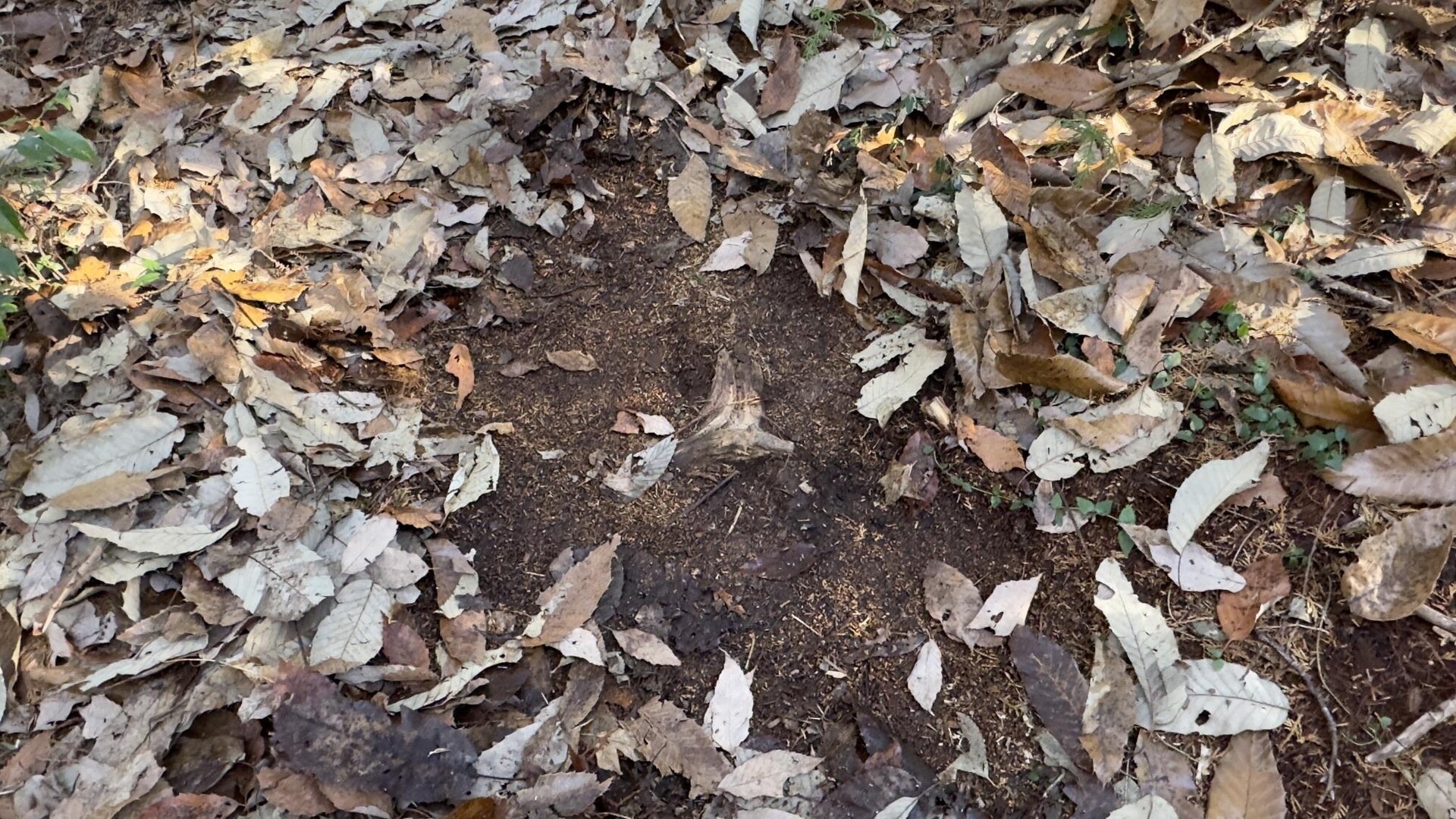 tatsuさんの投稿したフィールドメモ | YAMAP / ヤマップ