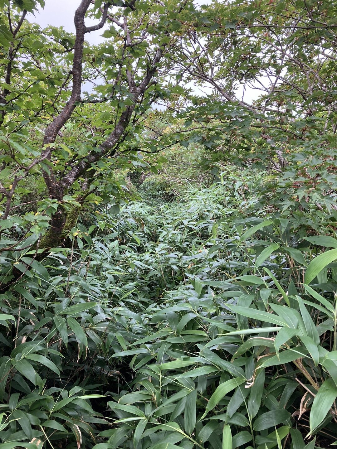 安達太良27K / TAJIさんの安達太良山・箕輪山・鬼面山の活動データ | YAMAP / ヤマップ