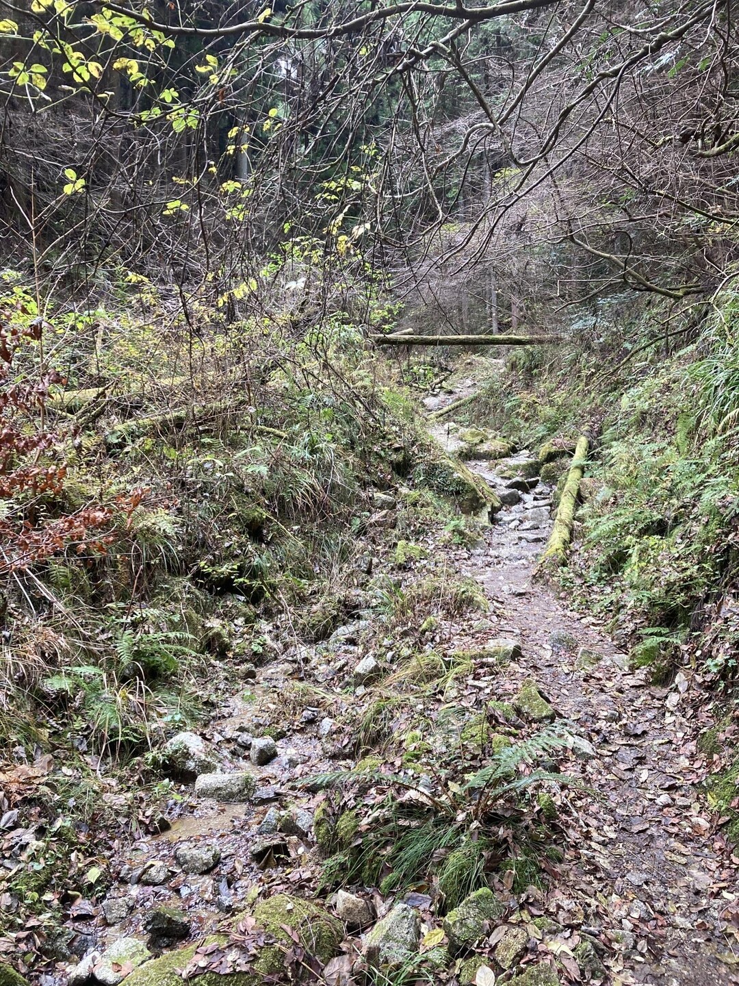 moppiさんの投稿したフィールドメモ | YAMAP / ヤマップ