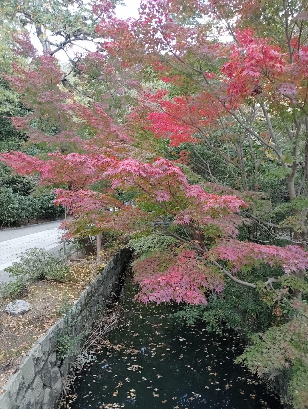 鎌倉国宝館の伝運慶仏は12/1終了ですが... / Yumikoさんのモーメント | YAMAP / ヤマップ