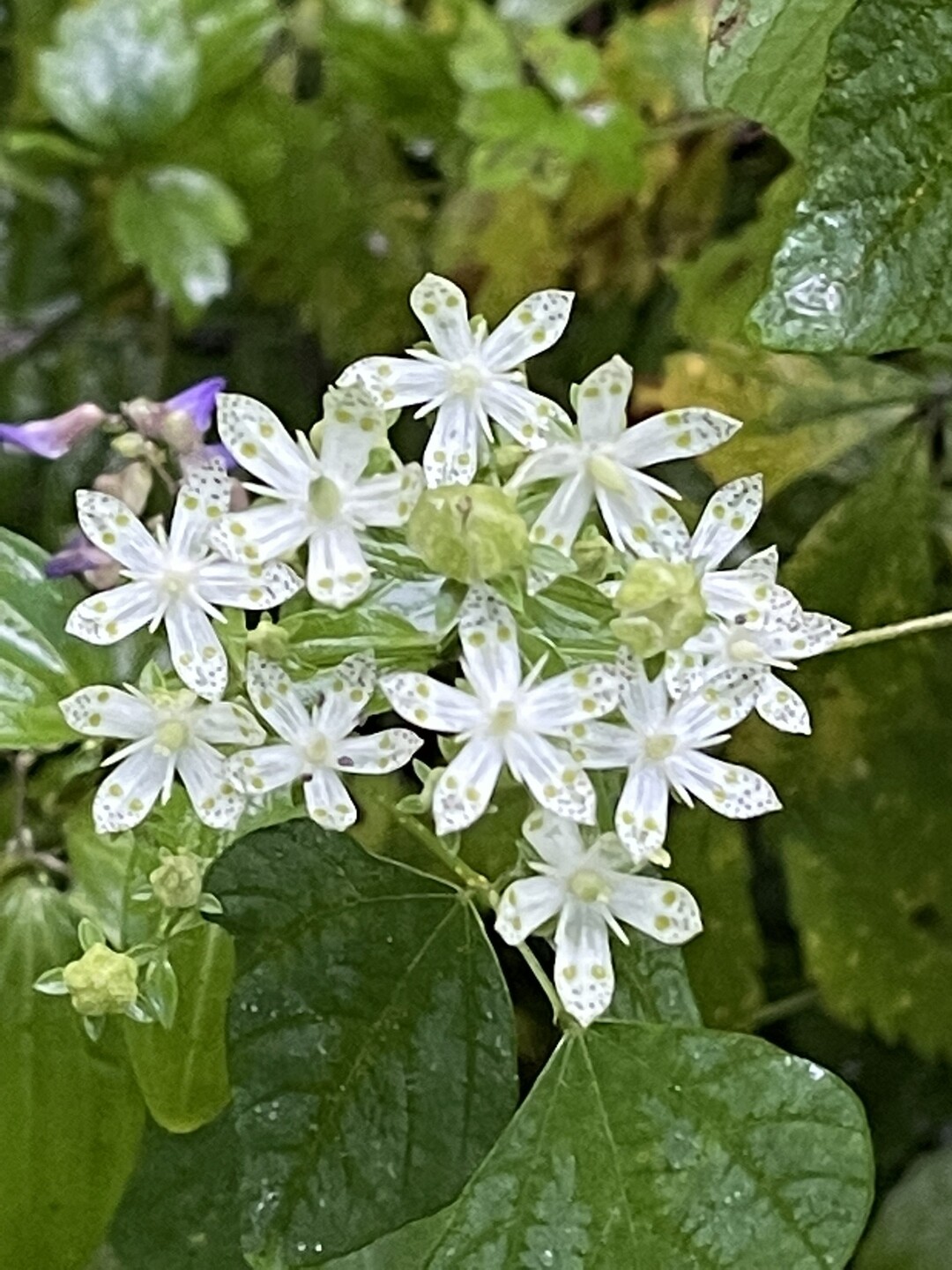 今日の休みも雨マーク☔️ アケボノソウ探... / chi-zuさんのモーメント | YAMAP / ヤマップ