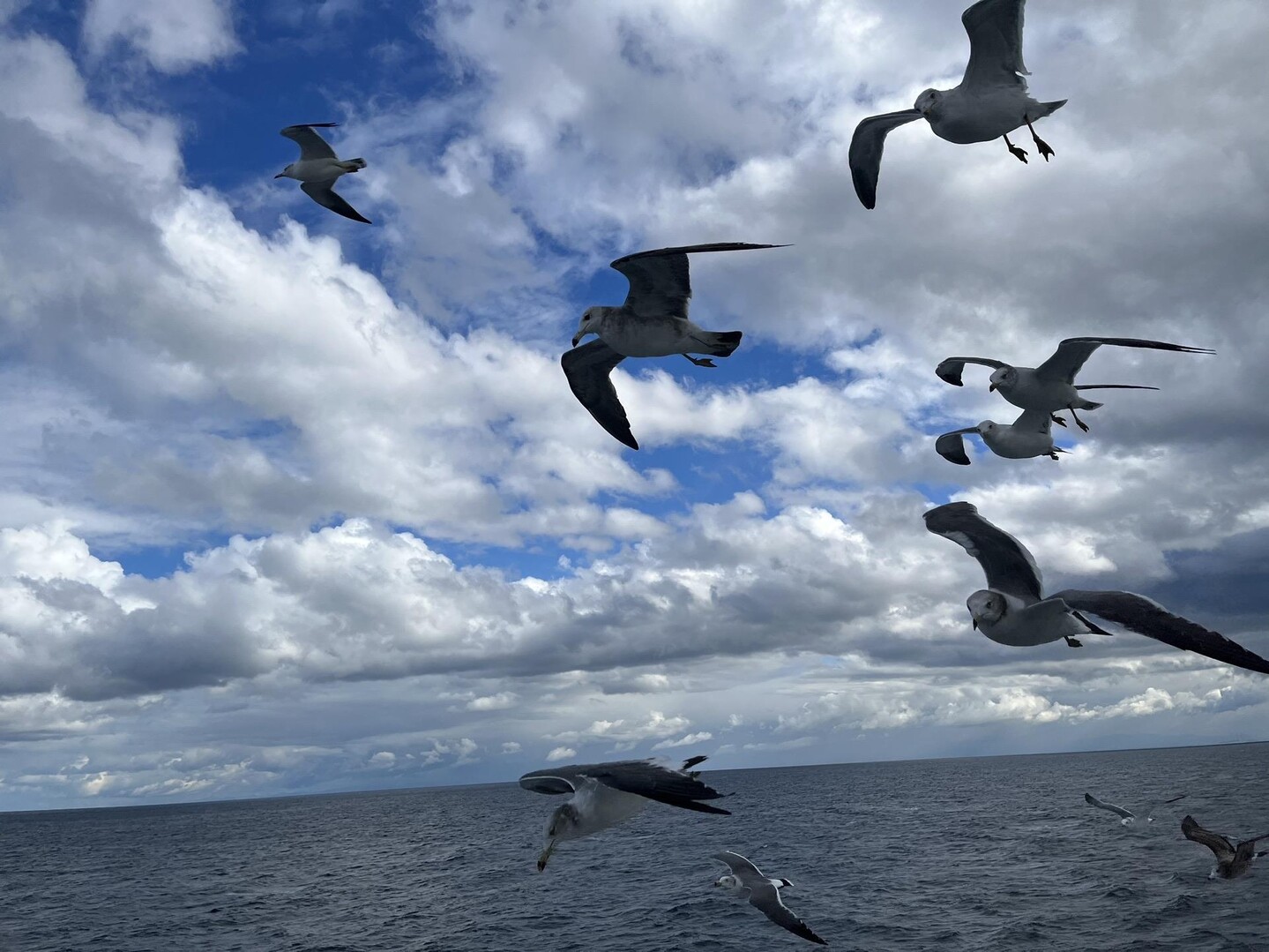 フェリーを風除けに使うカモメと一緒に佐渡... / EMさんのモーメント | YAMAP / ヤマップ