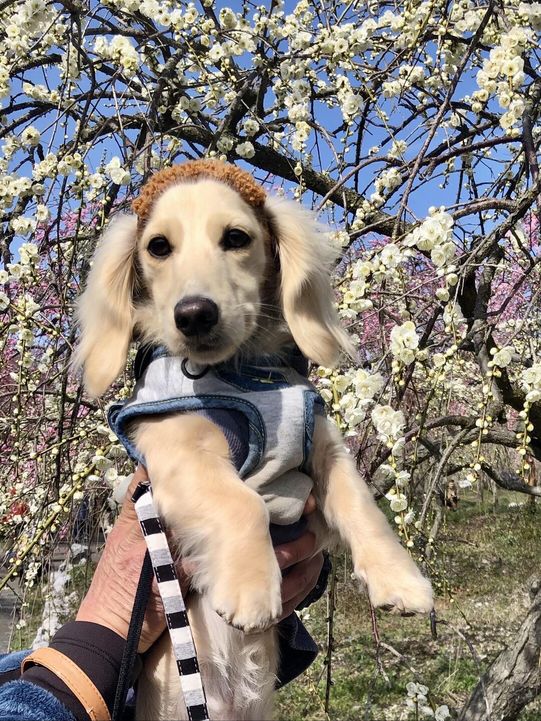 父ちゃんと一緒🐾 初めて僕はいなべ市... / 登 人 《 ITC-ONE 》さんのモーメント | YAMAP / ヤマップ
