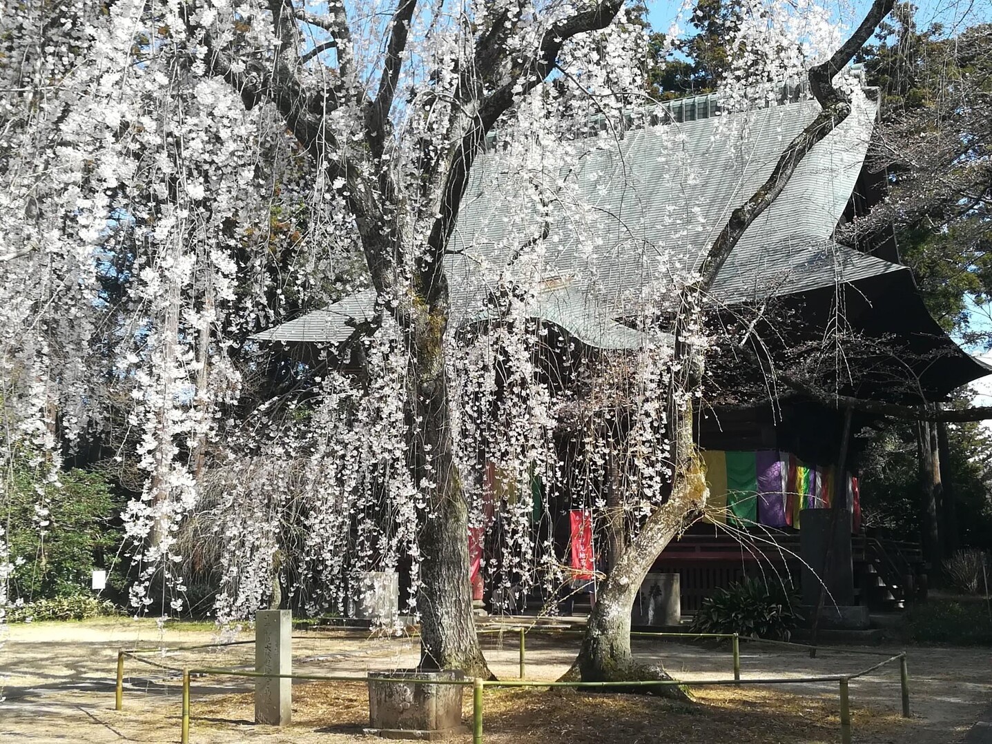 千葉永福寺の枝垂れ桜が満開です😲 / よねさんのモーメント | YAMAP / ヤマップ