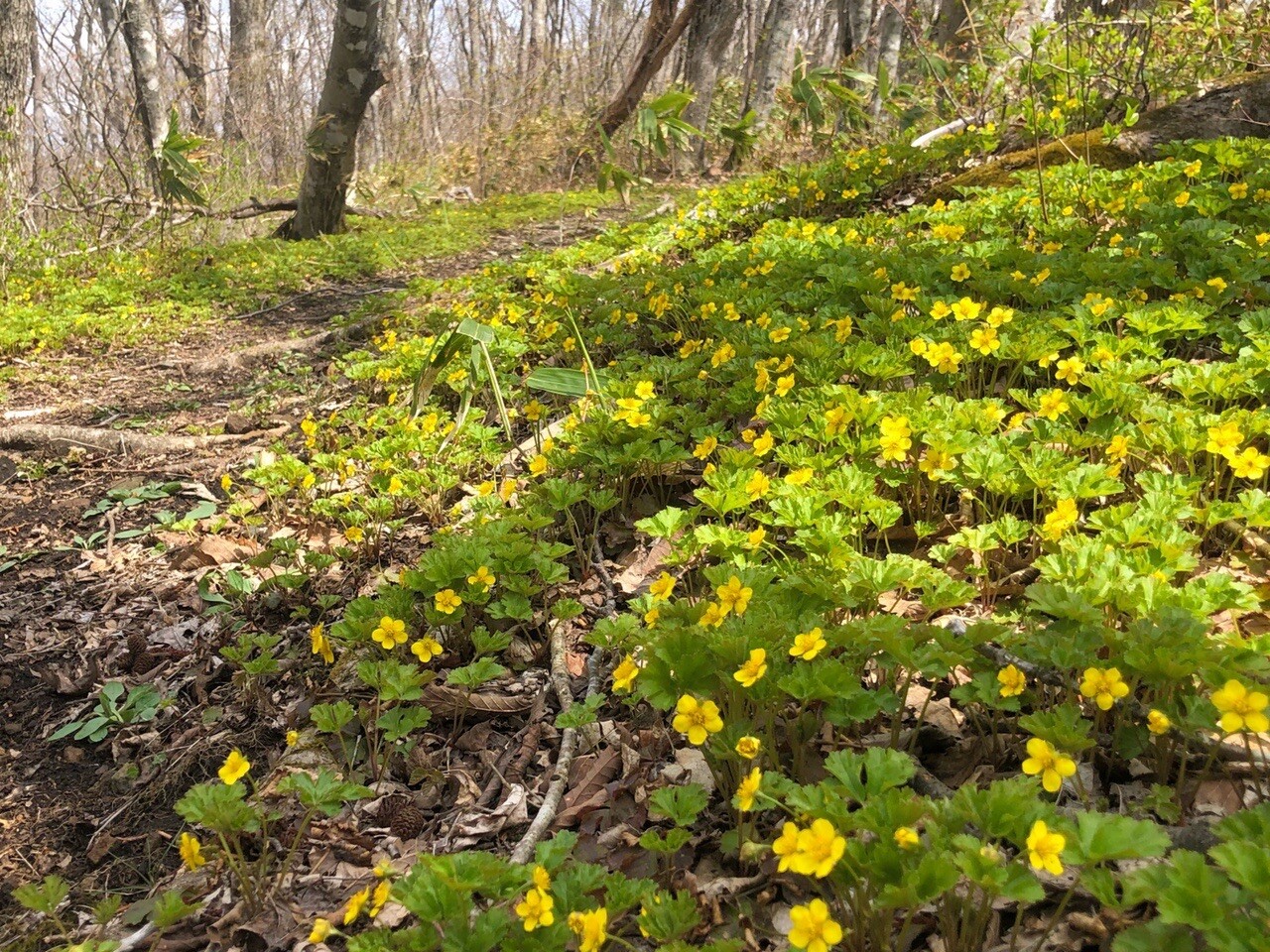 みどりの日 蛤山 2021.5.4 / carolさんの蛤山の活動データ | YAMAP / ヤマップ