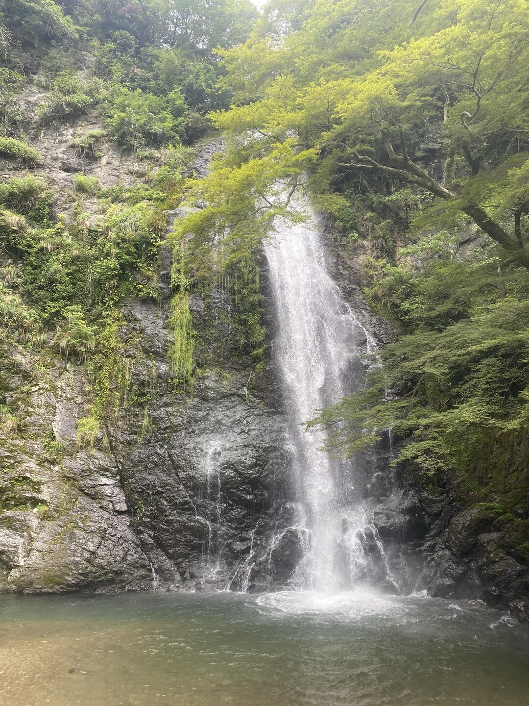 箕面の山を18kmトレランで / IZUPPACHIさんの六個山・鉢伏山・明ヶ田尾山・五月山の活動データ | YAMAP / ヤマップ