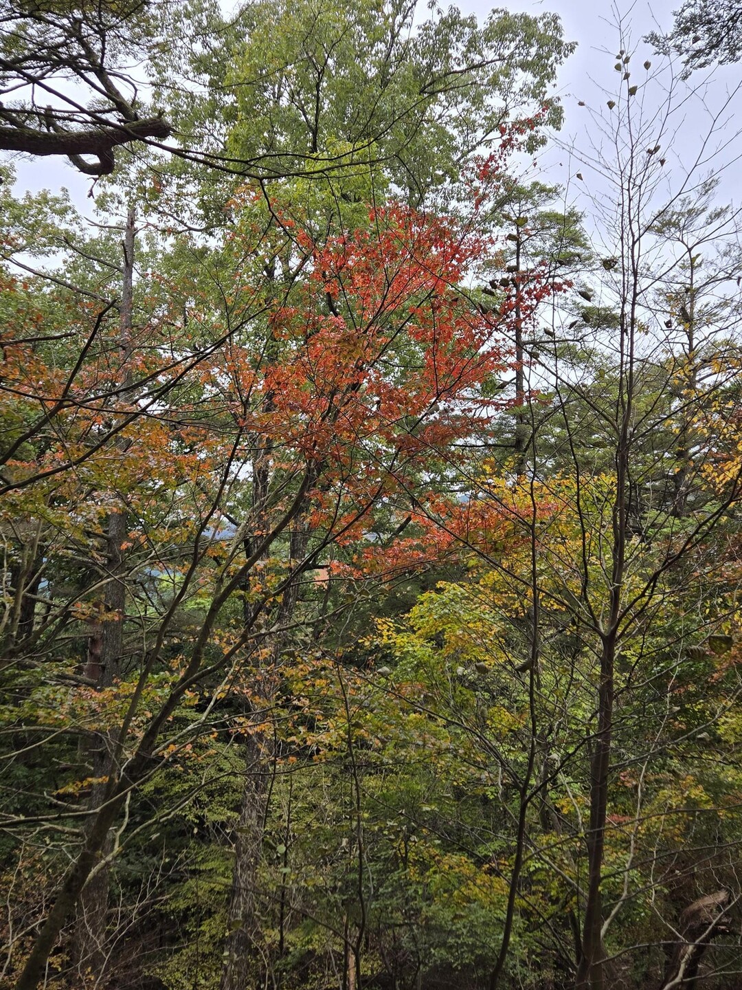 根本山・熊鷹山・氷室山-2024-11-10 / E35-sun☀️さんの根本山・熊鷹山・氷室山の活動データ | YAMAP / ヤマップ