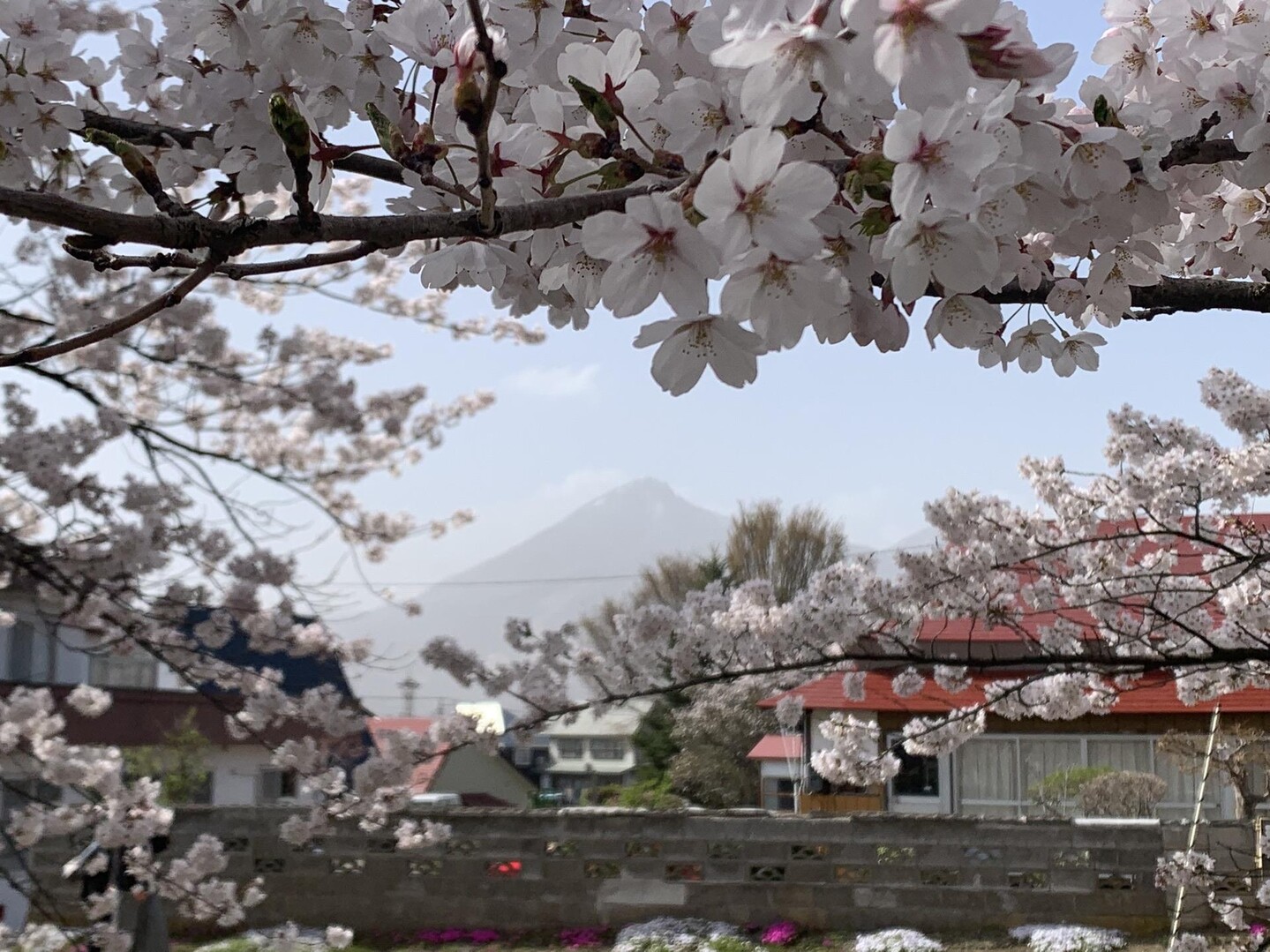 🌸を見てきました。 今朝の新聞では五部... / Ebiさんのモーメント | YAMAP / ヤマップ