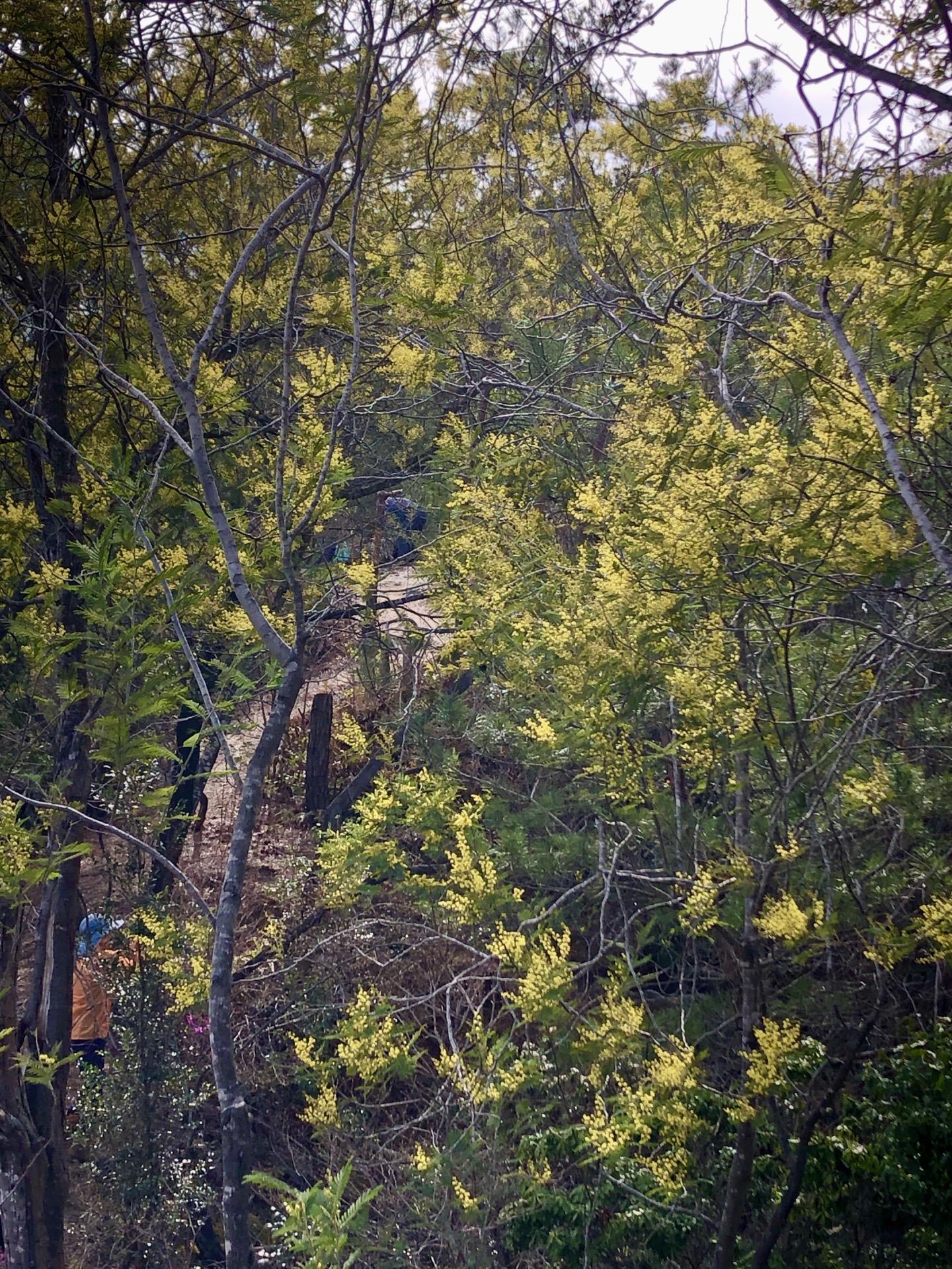 大黒山・竜ヶ岳・大梅山 / neroliさんの竜ヶ岳・大黒山の活動日記 | YAMAP / ヤマップ