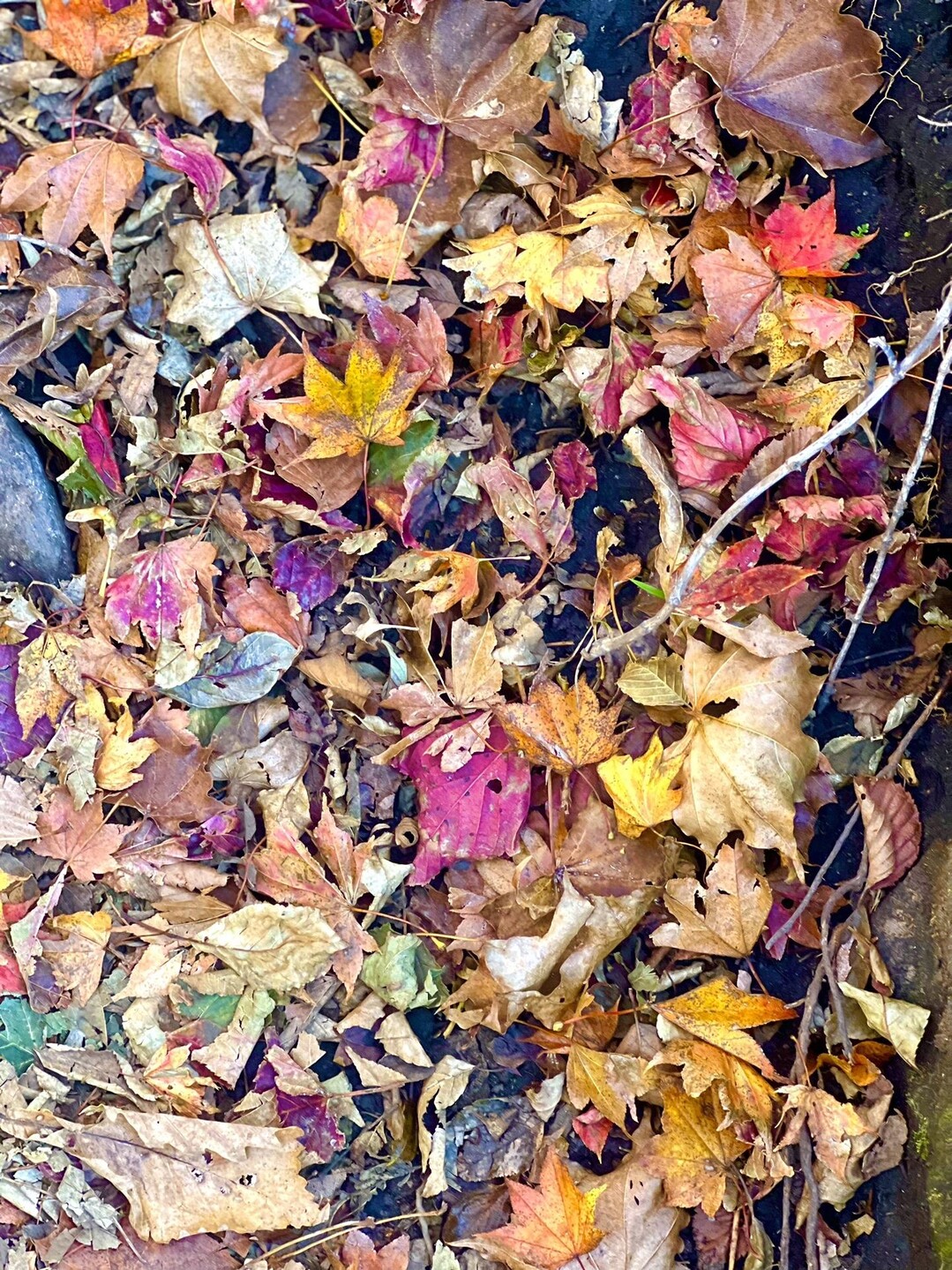 予定外の火起山・竈山・鍋割山・荒山へ😵‍💫 / miiさんの赤城山・黒檜山・荒山の活動データ | YAMAP / ヤマップ