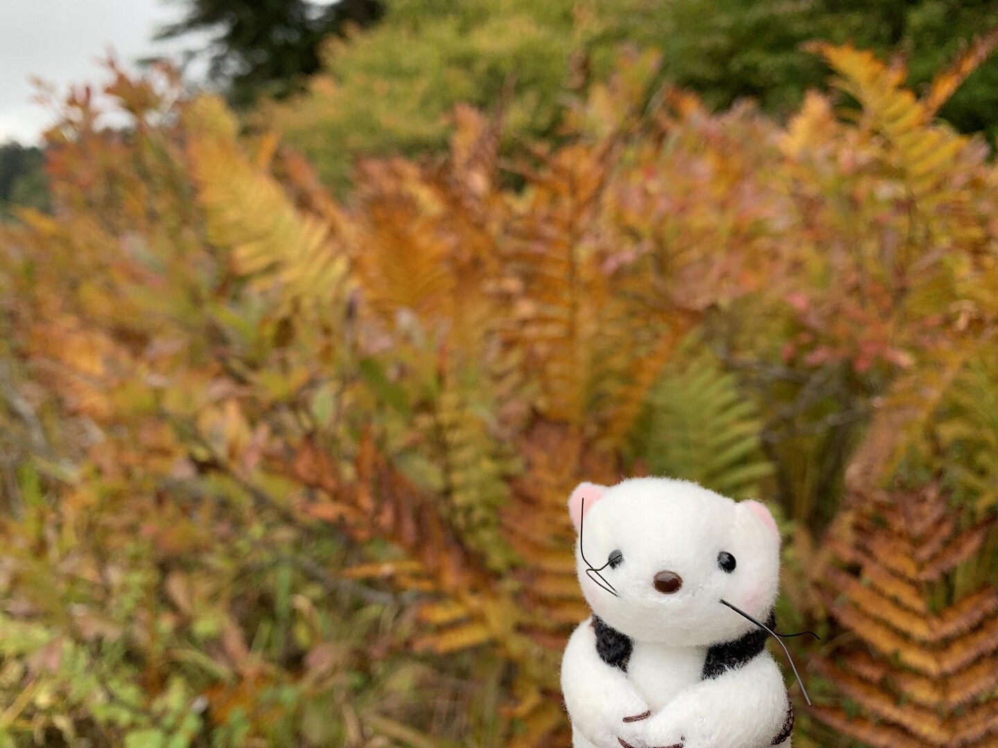 秋の尾瀬沼 沼山峠から / ARさんの尾瀬・燧ヶ岳の活動データ | YAMAP / ヤマップ