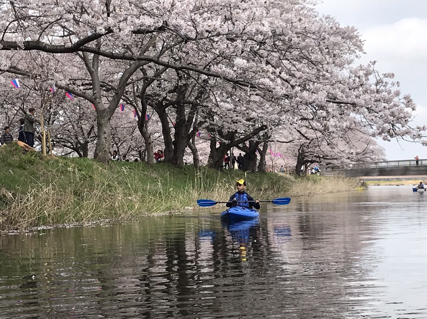 お花見カヤック by 福岡堰 / xv.kazuさんのつくば市の活動データ | YAMAP / ヤマップ