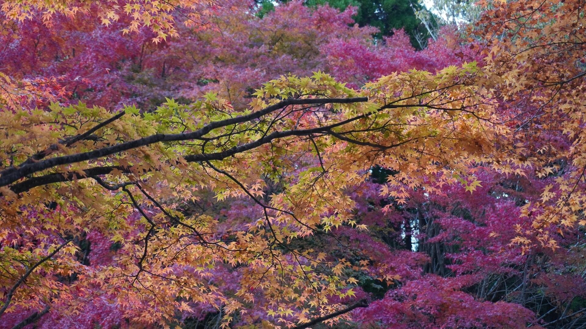 大岳・鹿の角 / inurfaさんの英彦山の活動データ | YAMAP / ヤマップ