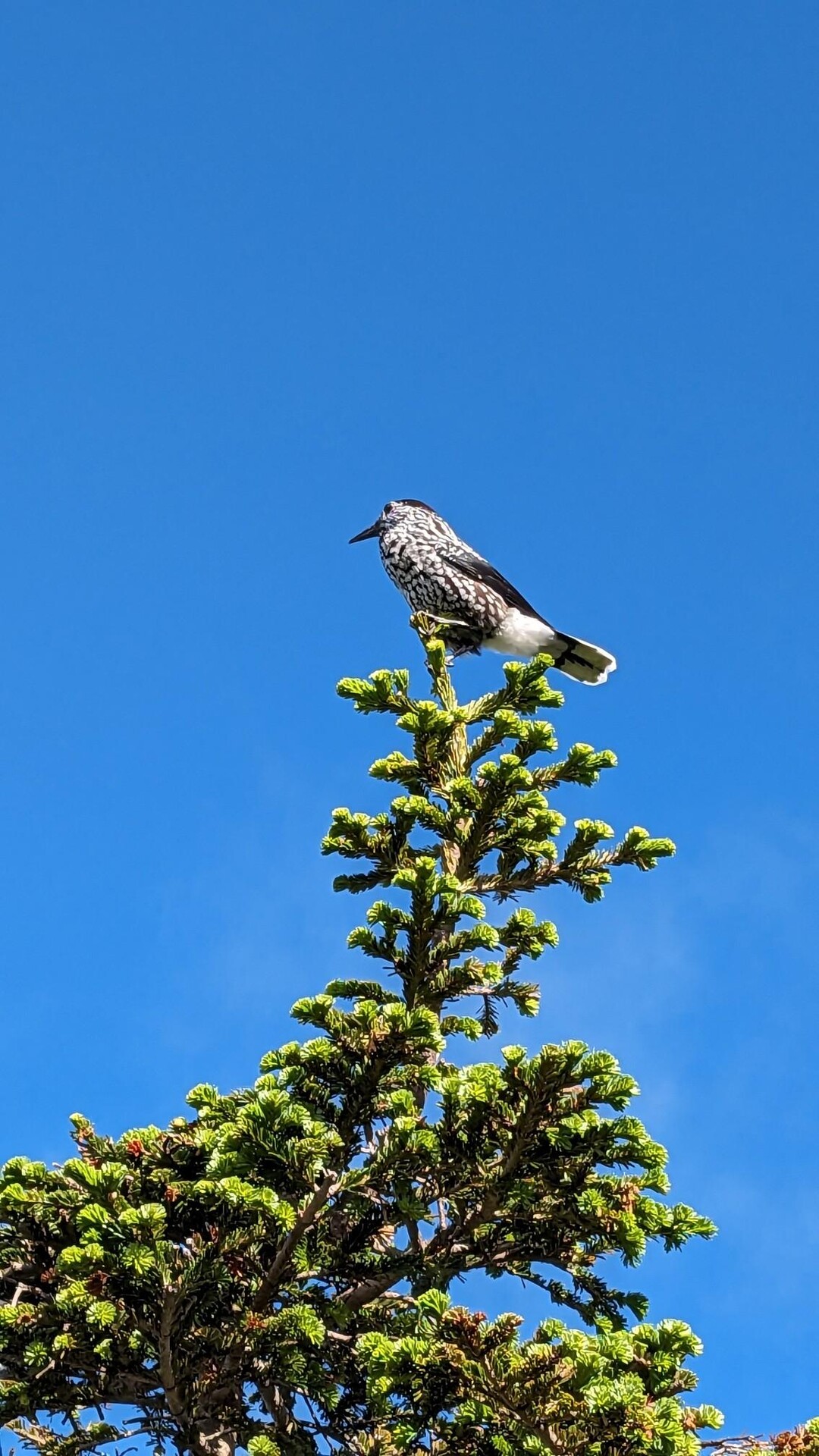 山小屋泊で白山お池巡り / GUSSANさんの白山・別山・銚子ヶ峰の活動データ | YAMAP / ヤマップ