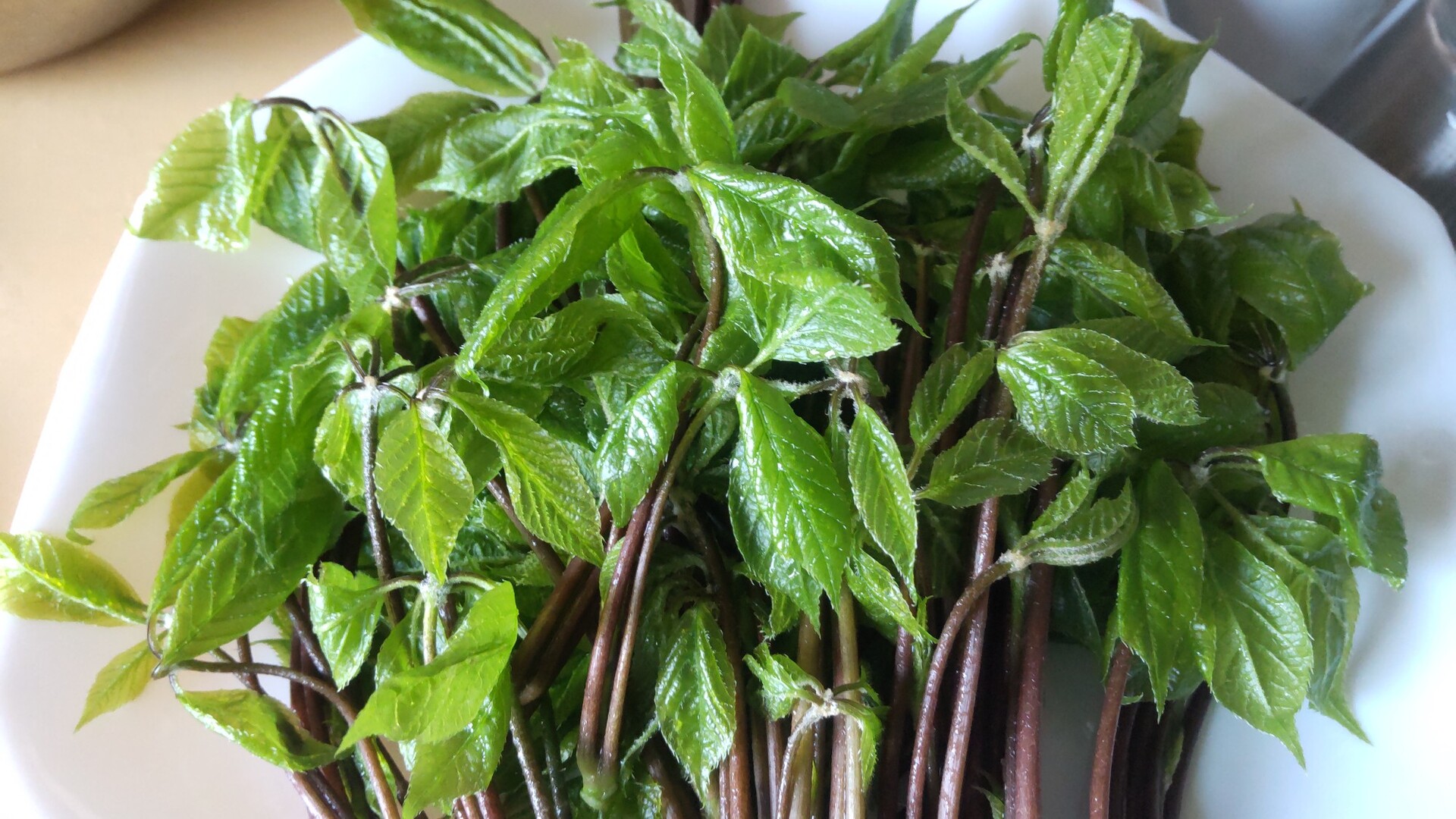 低山ではとっくに旬が過ぎている『コシアブ... / masaさんのモーメント | YAMAP / ヤマップ