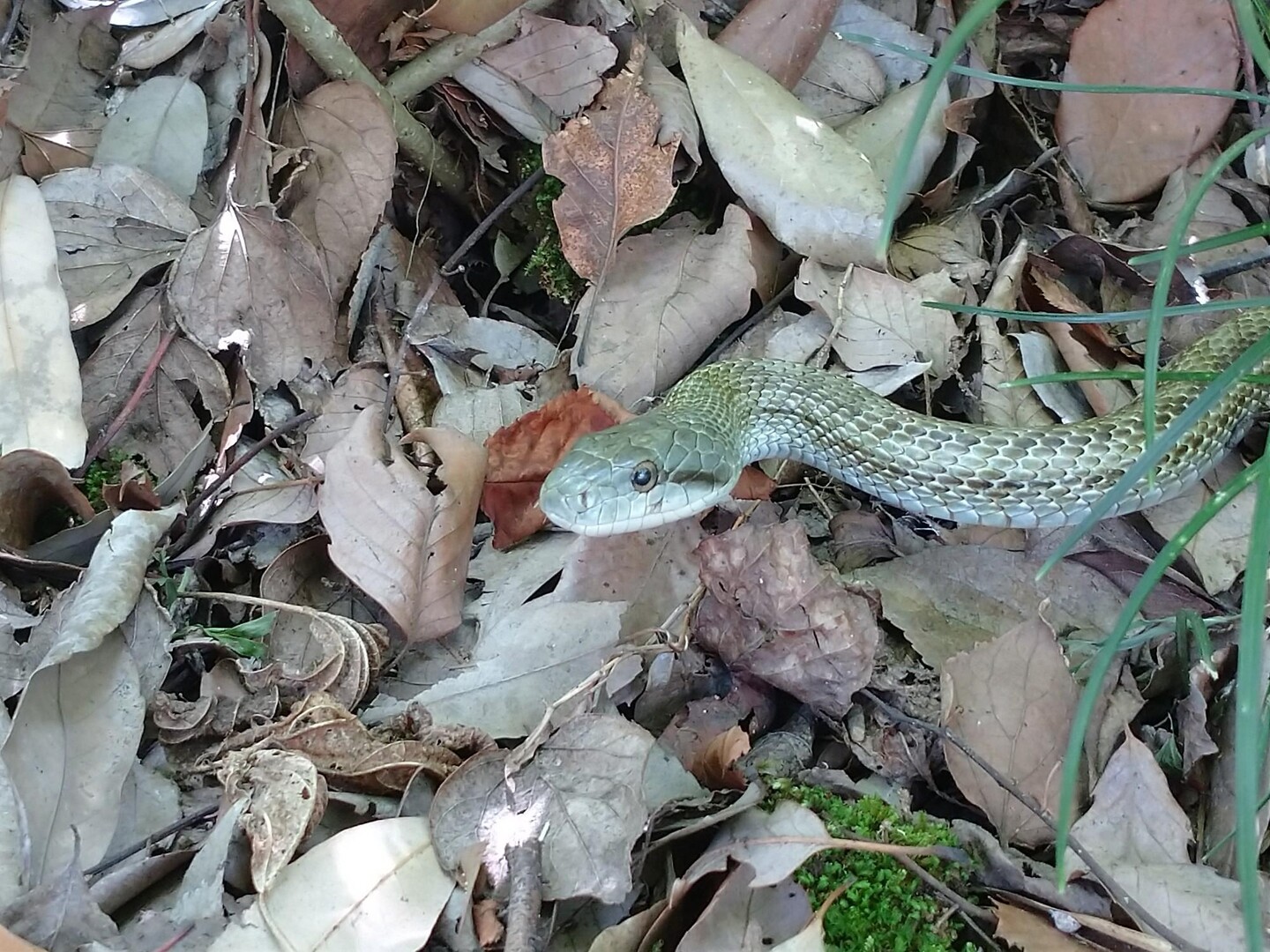 中岳・三毳山（青竜ヶ岳） / Hi.Roさんの三毳山の活動日記 | YAMAP / ヤマップ