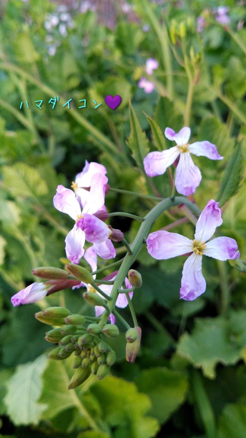 ご無沙汰しています 少しずつですが🔺皆... / Ichi-genさんのモーメント | YAMAP / ヤマップ