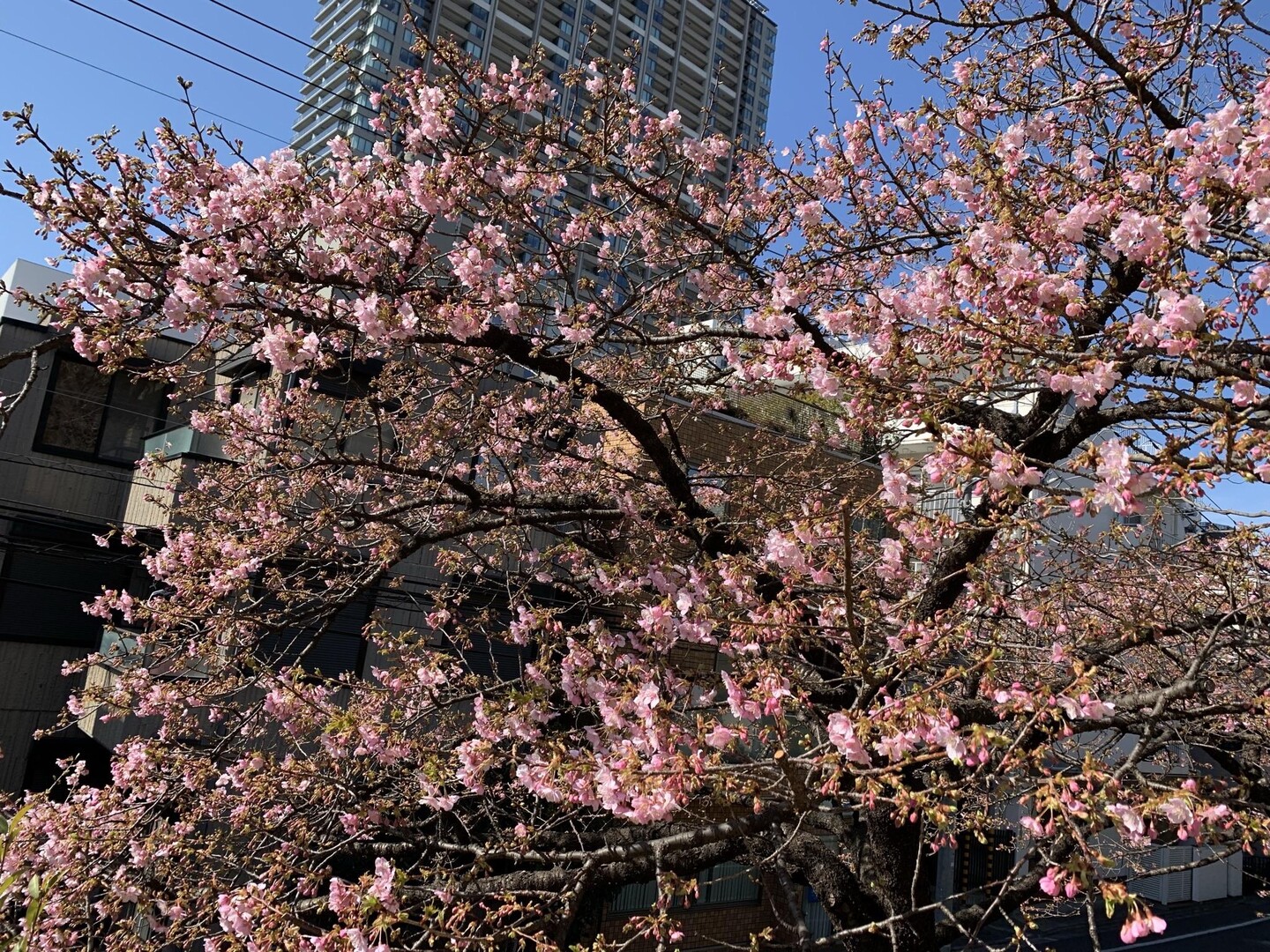 文京区役所近くの河津桜、今週末が見ごろか... / Telemacさんのモーメント | YAMAP / ヤマップ