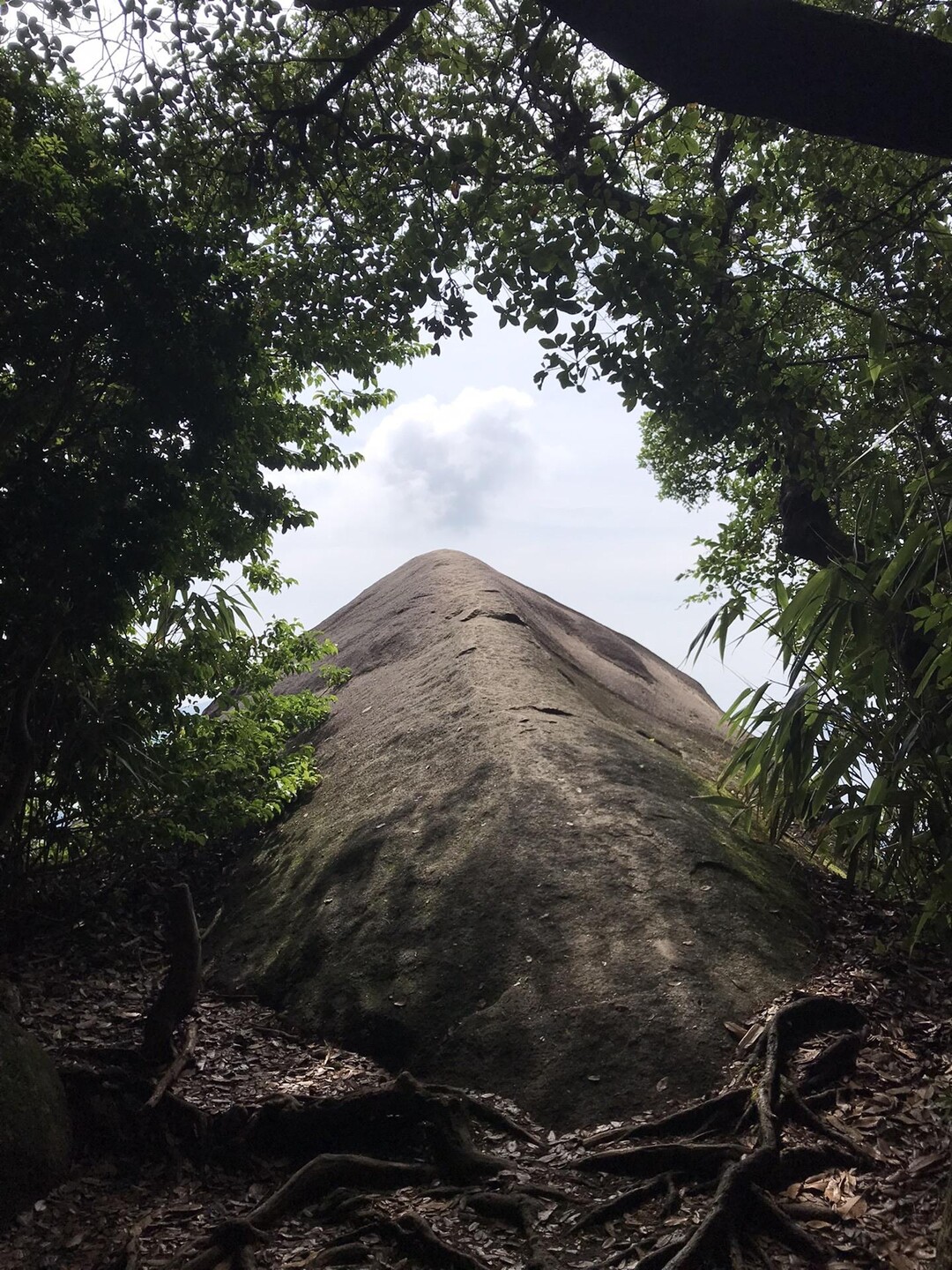 便石山〜馬越峠 周回 / kunitaroさんの天狗倉山・便石山・馬越峠（熊野古道伊勢路）の活動データ | YAMAP / ヤマップ