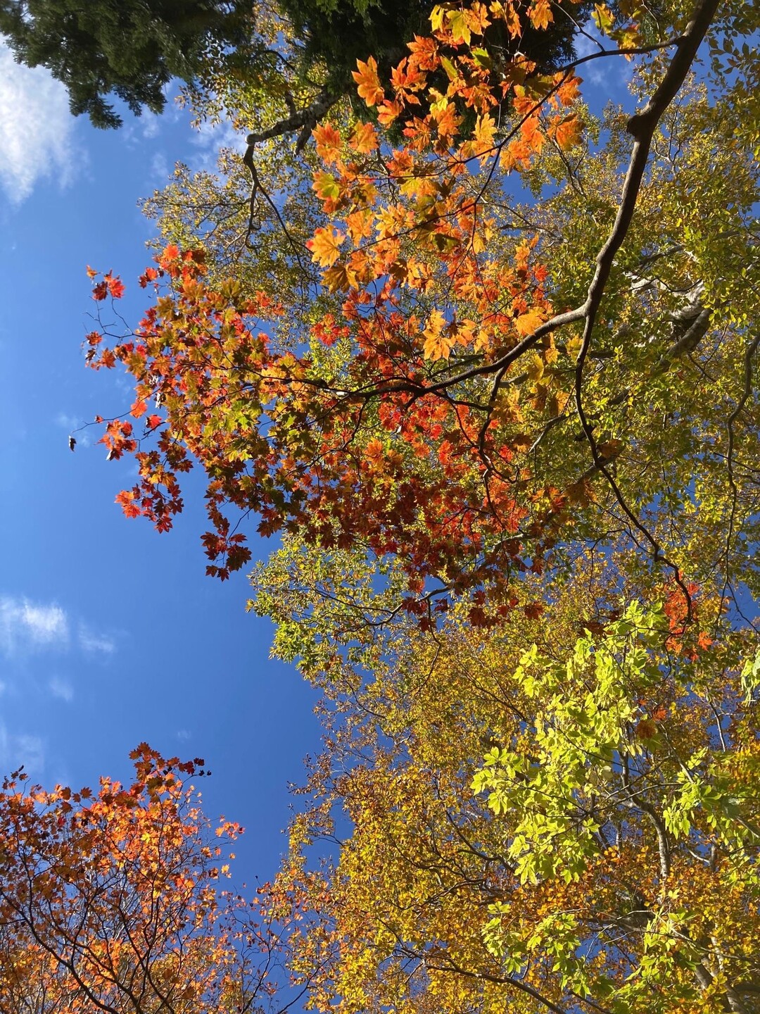 武尊山 / saka-moさんの武尊山・鹿俣山・尼ヶ禿山の活動データ | YAMAP / ヤマップ