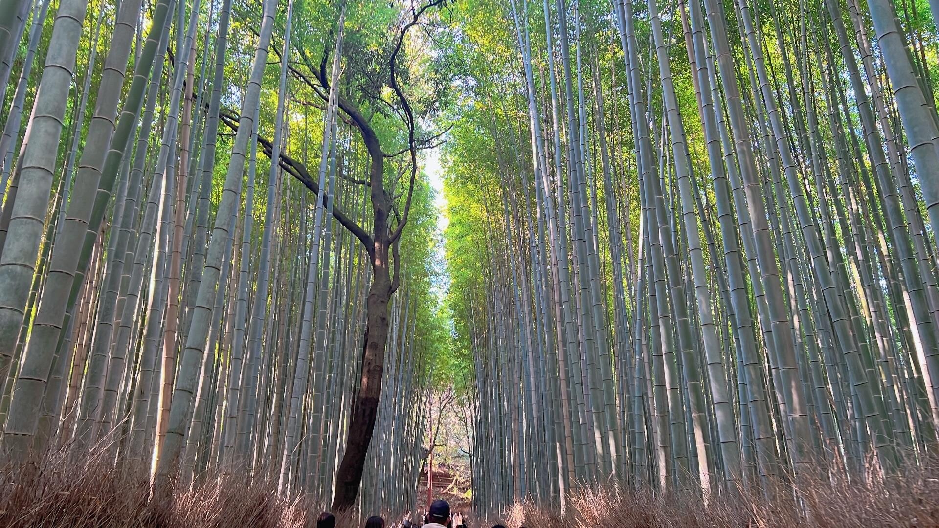 嵐山、嵯峨野散策 / ウォーキングの写真9枚目 / う・つ・く・し・い | YAMAP / ヤマップ