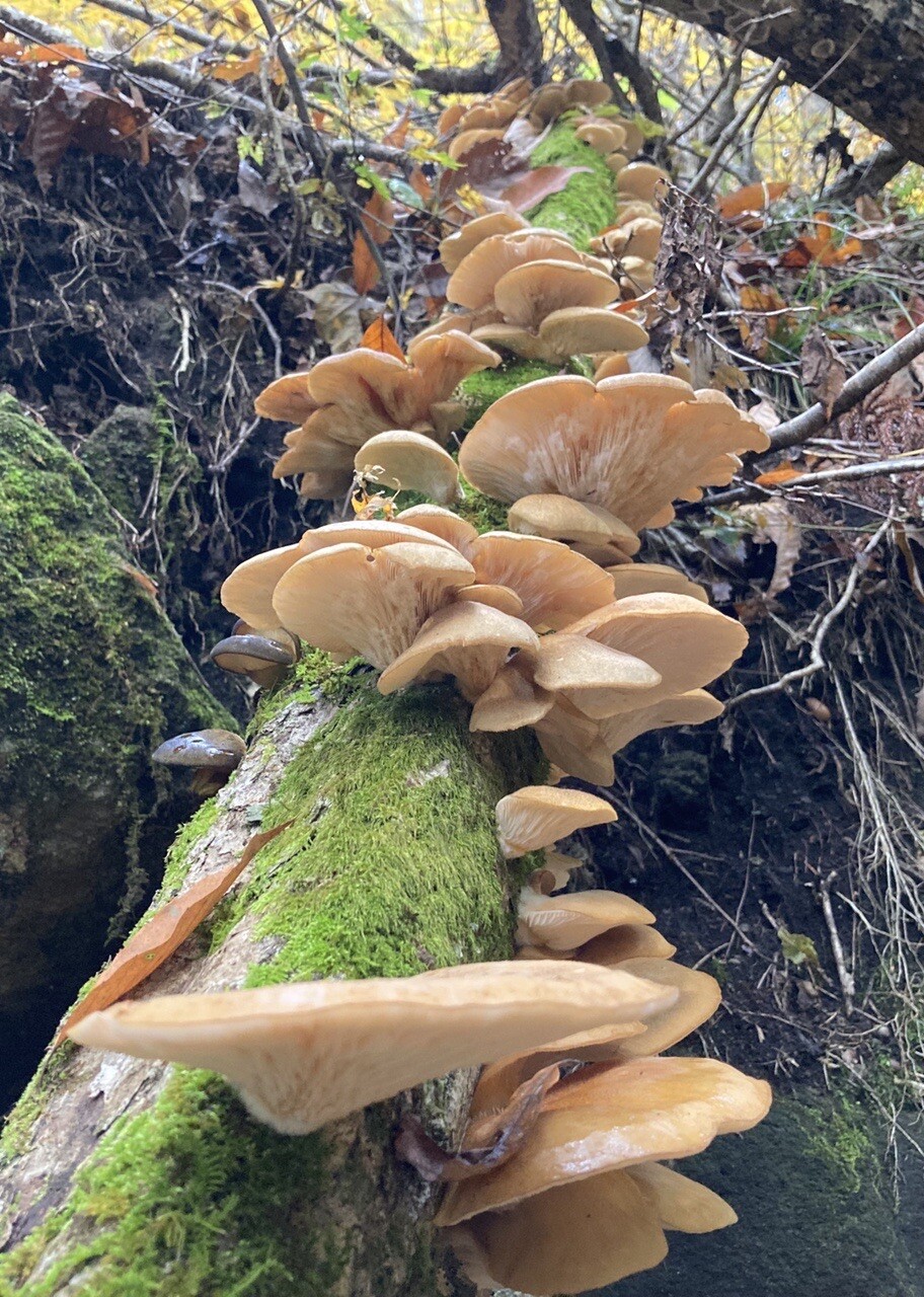 ムキタケを見つけました(^^) / taka.run-skiさんのモーメント | YAMAP / ヤマップ