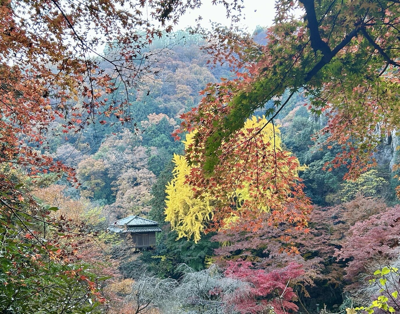 足利アルプス🏔´-おかわりハイク / sorarinnさんの両崖山・仙人ヶ岳・石尊山の活動データ | YAMAP / ヤマップ