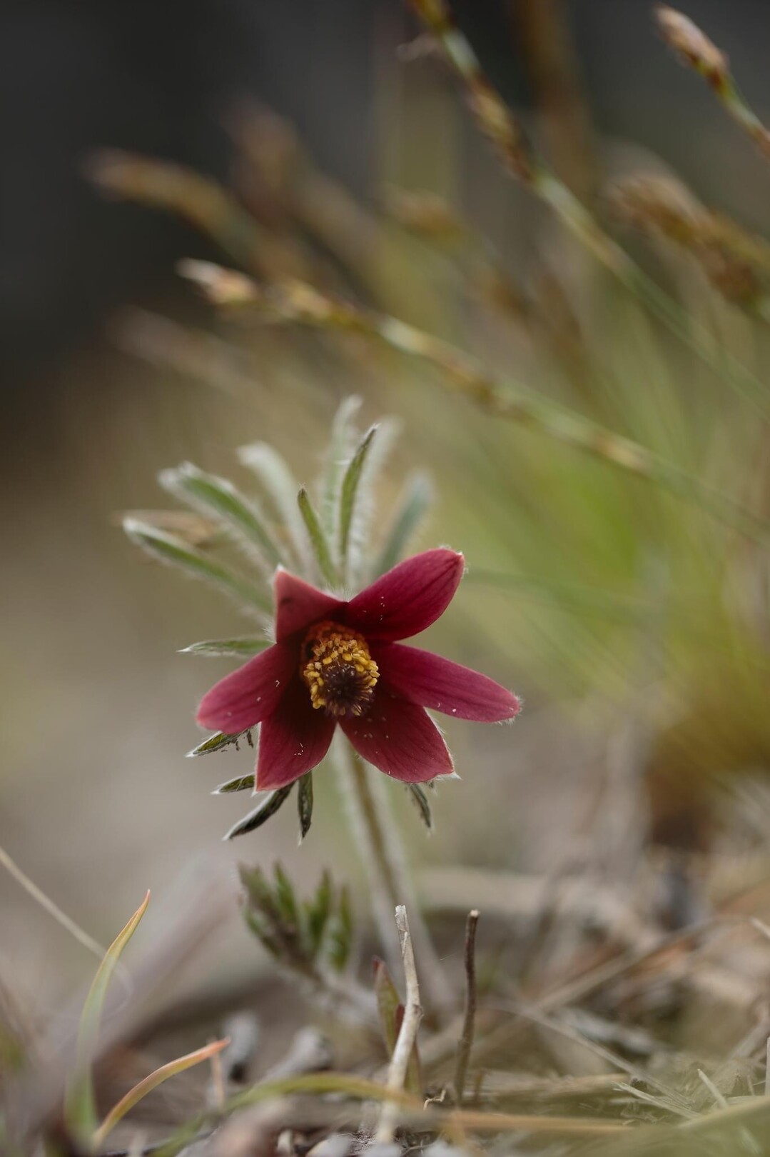 春の平尾台に翁草を探して / miho.sさんの平尾台・貫山・水晶山の活動データ | YAMAP / ヤマップ
