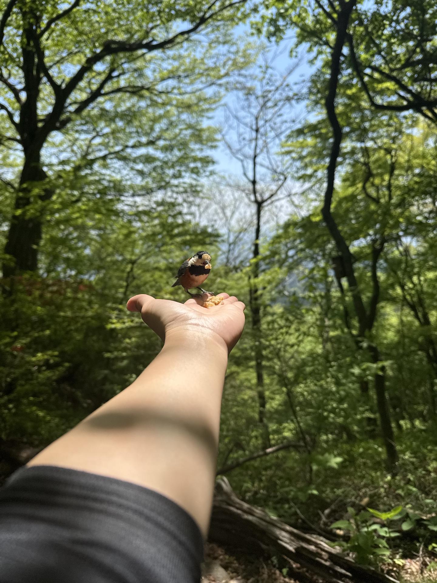 水沢山で手乗りヤマガラに挑戦の巻 nurse登山部 / volcomさんの榛名山・天狗山・天目山の活動データ | YAMAP / ヤマップ