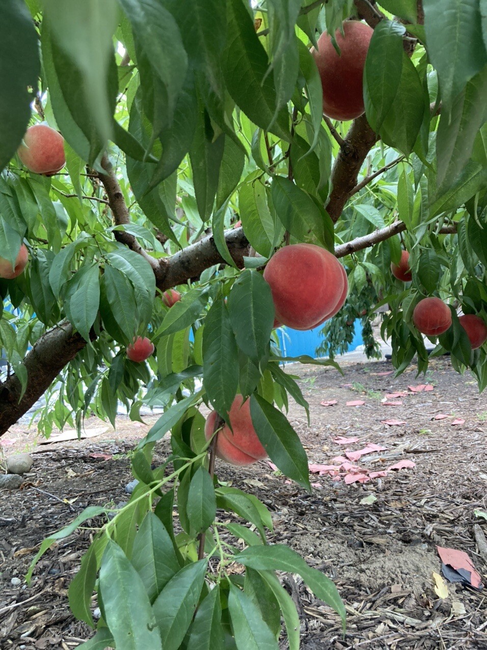 昨日、桃狩り🍑そして今日草抜き、そして... / tomatoさんのモーメント | YAMAP / ヤマップ