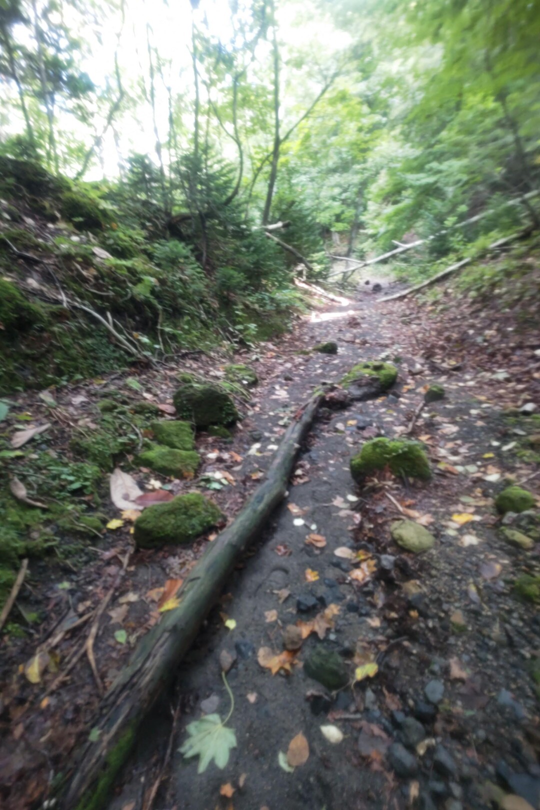 DSIさんの投稿したフィールドメモ | YAMAP / ヤマップ