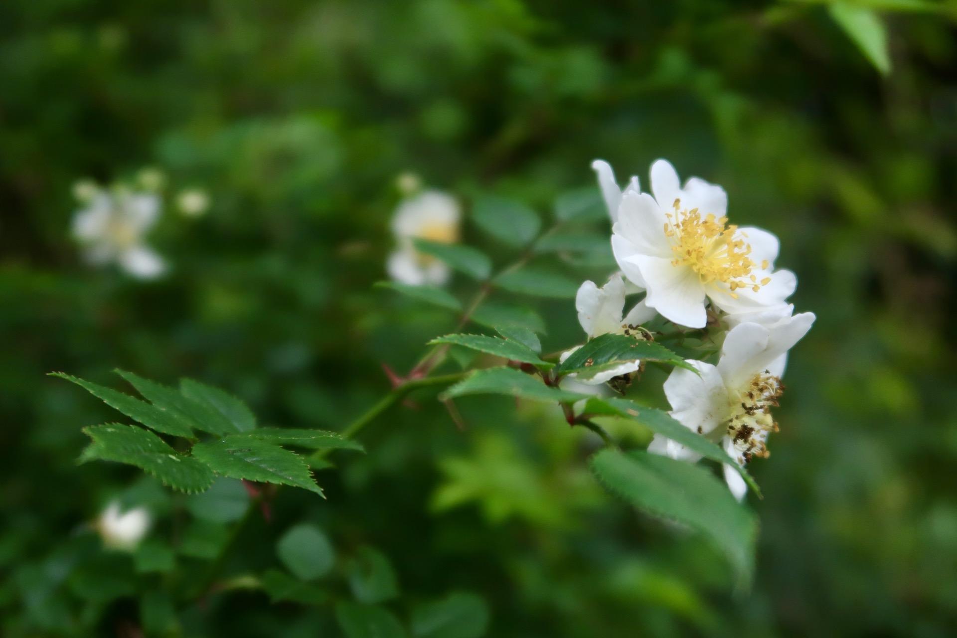 塔ノ岳トレーニング / heeさんの塔ノ岳・丹沢山・蛭ヶ岳の活動データ | YAMAP / ヤマップ