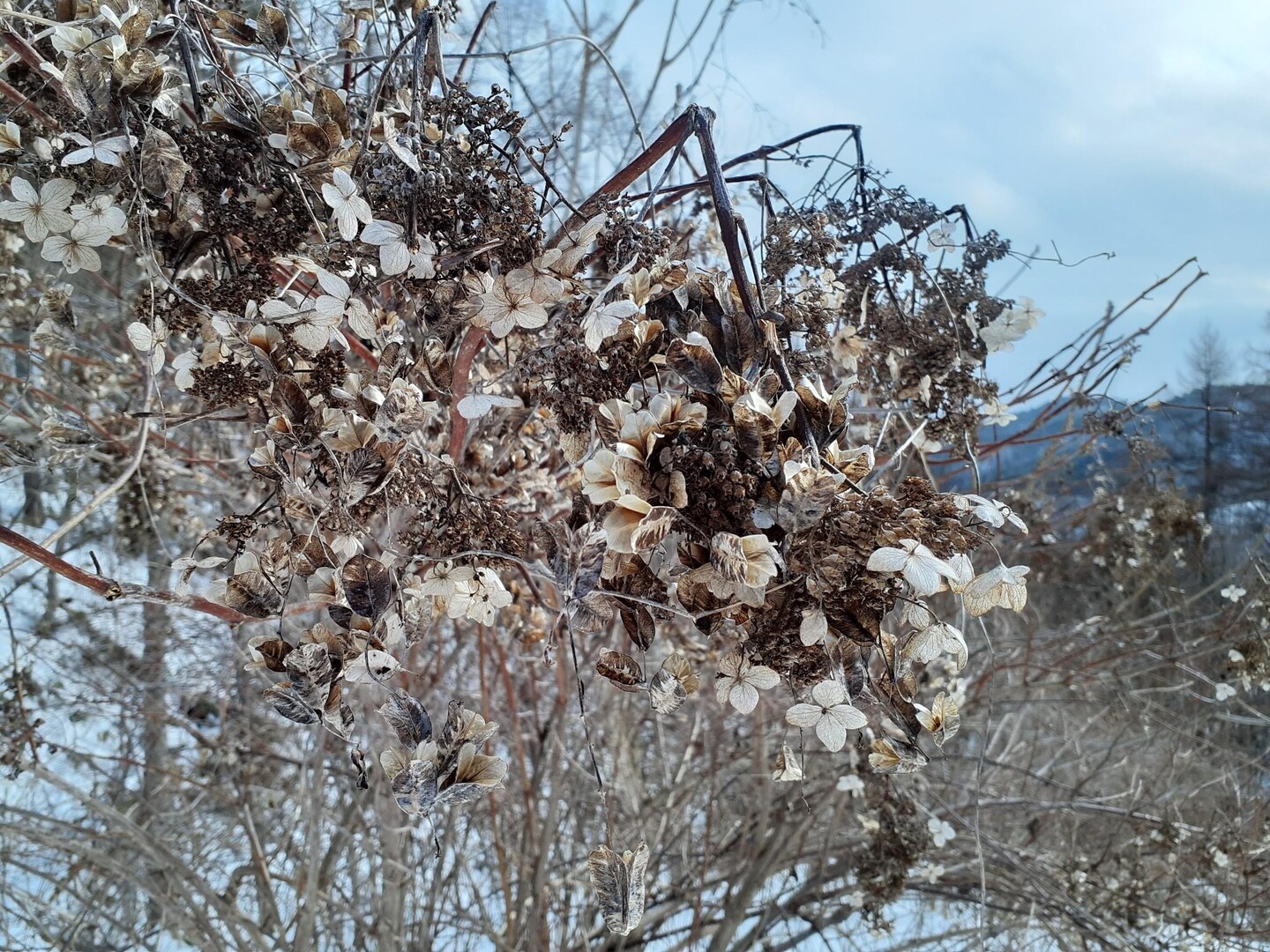 高帽山・明神山-2024-2-7 / aiさんの姫神山の活動データ | YAMAP / ヤマップ