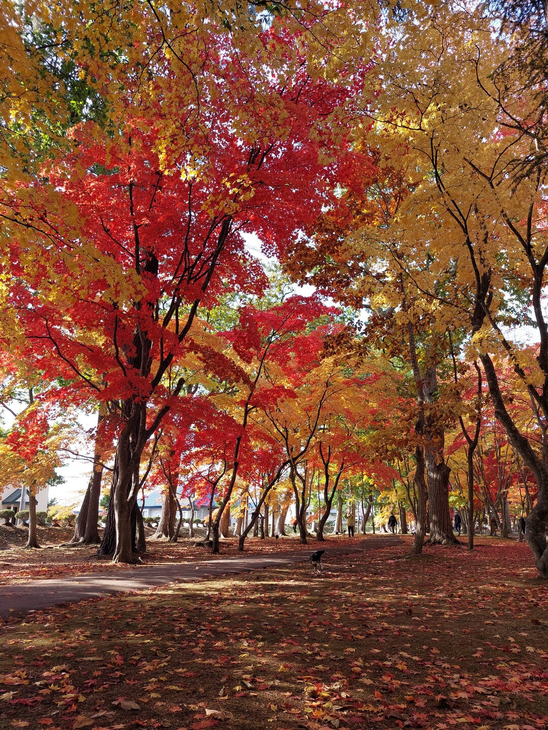 『はこだてMOMI-Gフェスタ』 函館... / えりさんのモーメント | YAMAP / ヤマップ