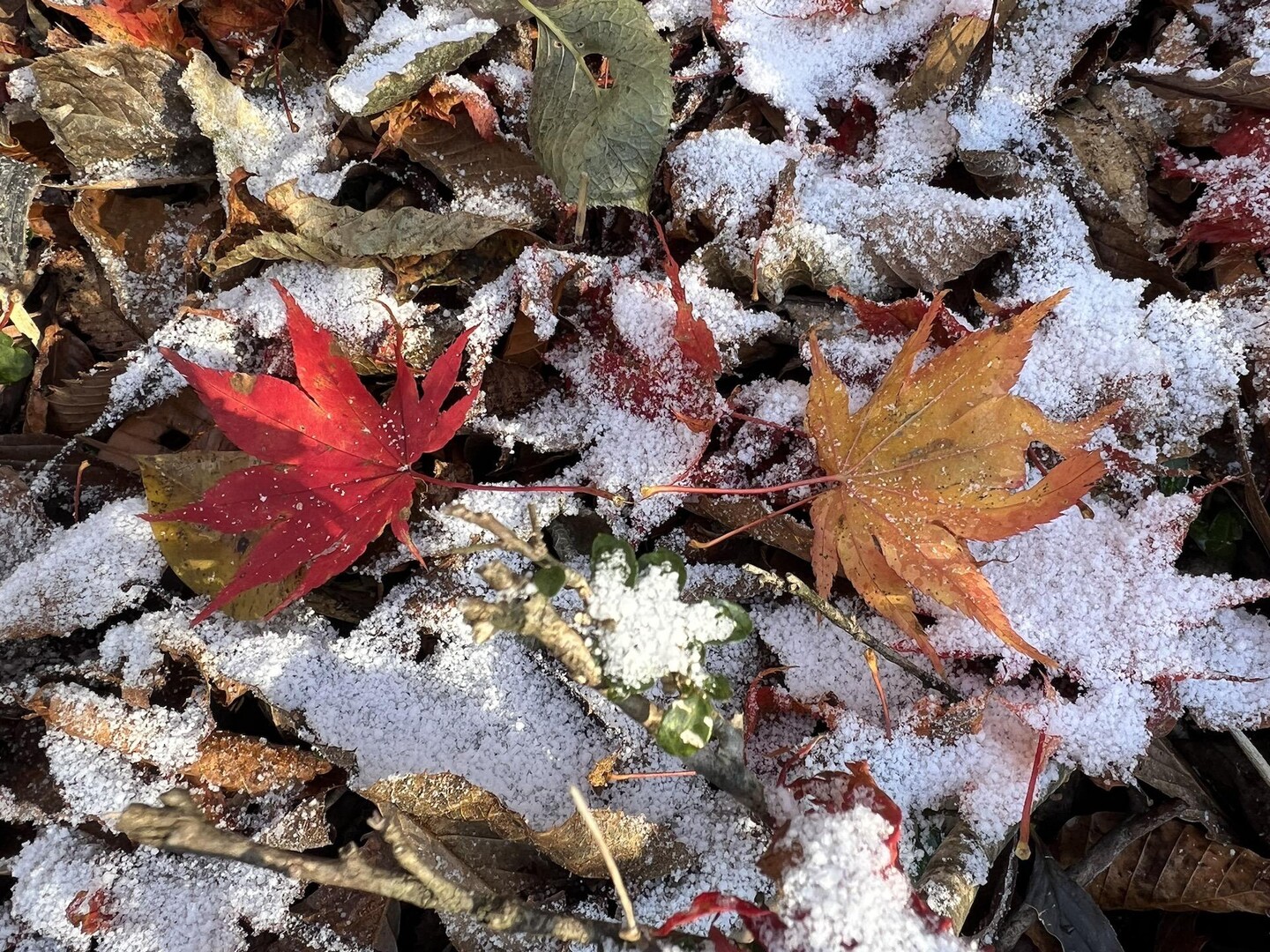 まさかの ️金糞岳・白倉岳 / yuccoさんの金糞岳の活動データ | YAMAP / ヤマップ