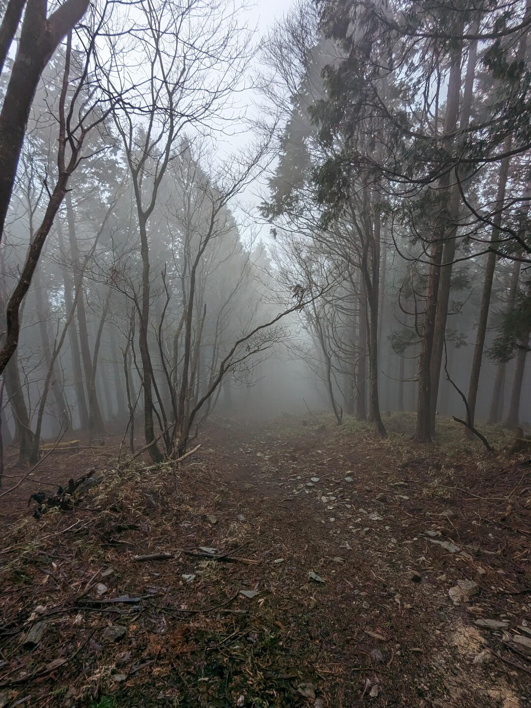 国見山 / h3さんの国見山の活動データ | YAMAP / ヤマップ