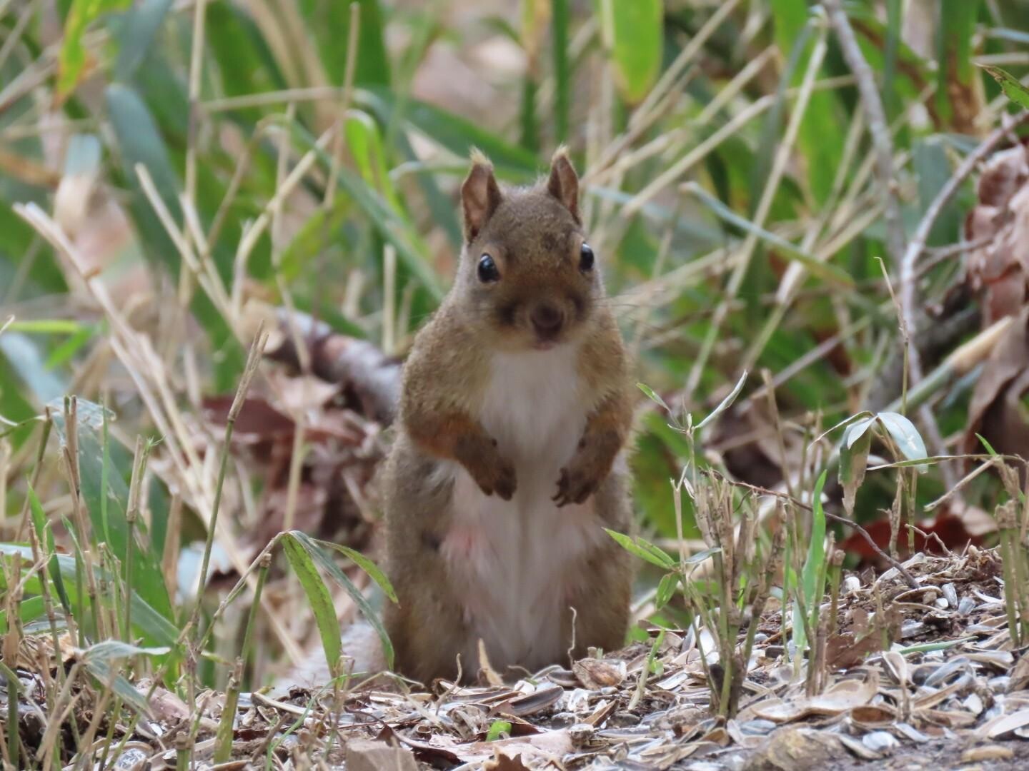 お久しぶりの二上山（雌岳） / mamiさんの金剛山・二上山・大和葛城山の活動データ | YAMAP / ヤマップ