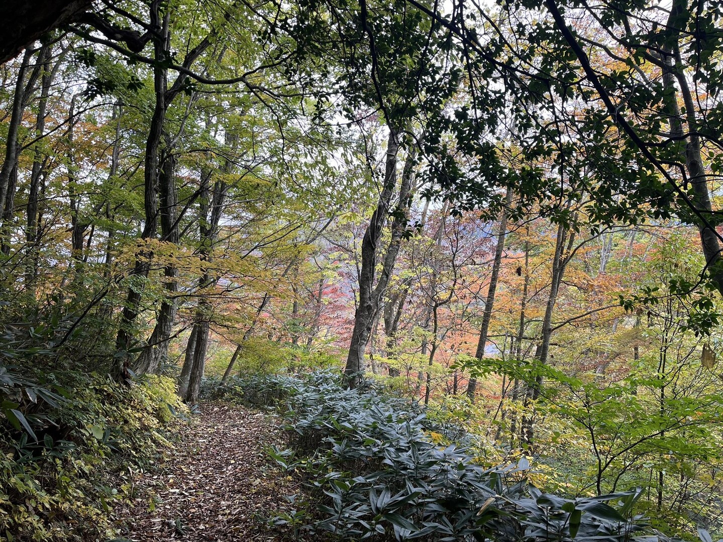毛無山・伊良谷山 / issaさんの比婆山・立烏帽子山・吾妻山の活動データ | YAMAP / ヤマップ