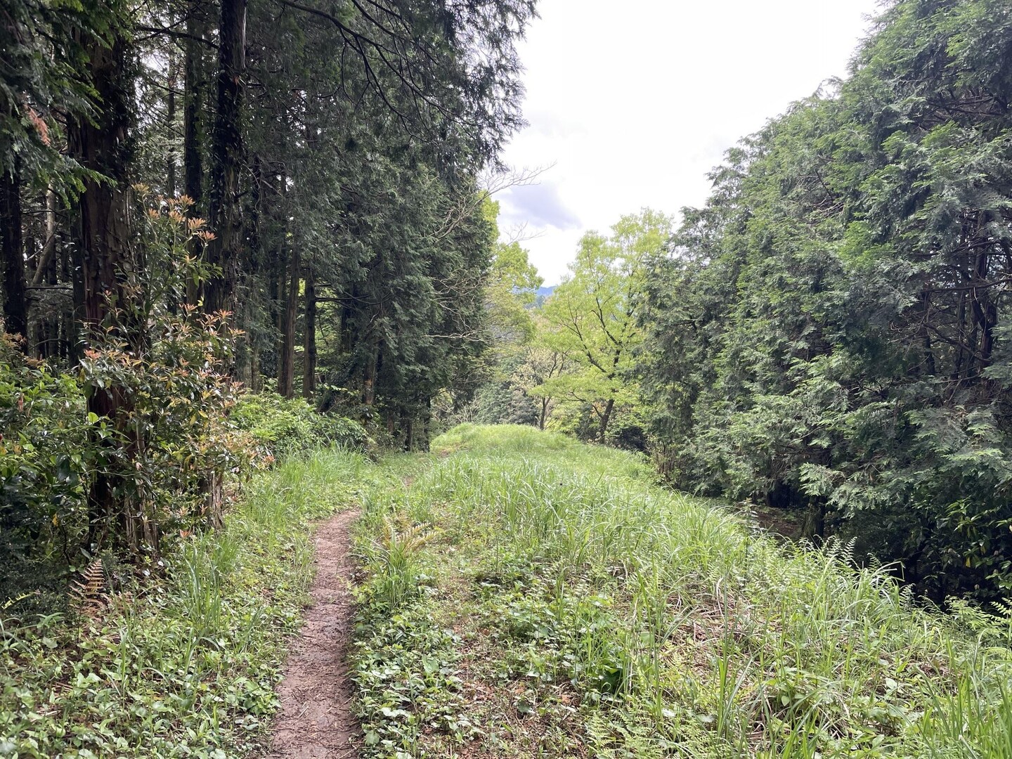 ナツノミチ / Solidaさんの天拝山・基山の活動データ | YAMAP / ヤマップ