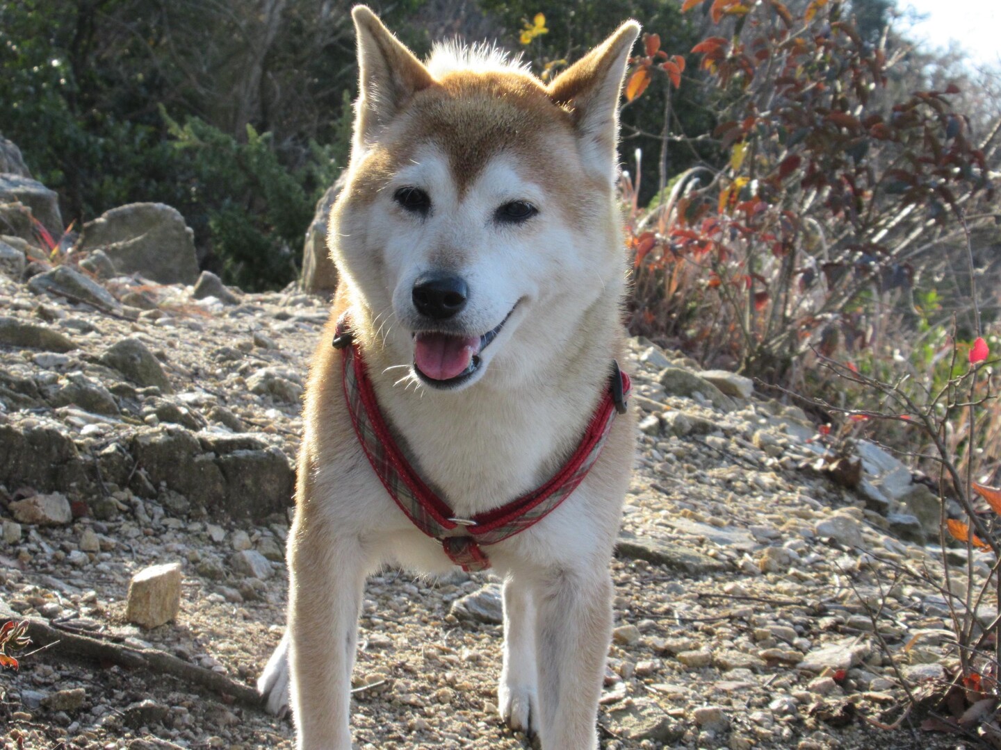 dk0711のページ | YAMAP / ヤマップ