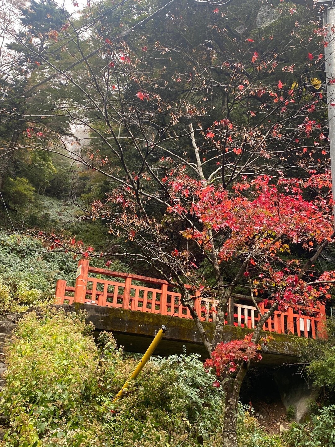 大山 / Myaccoroさんの大山の活動データ | YAMAP / ヤマップ