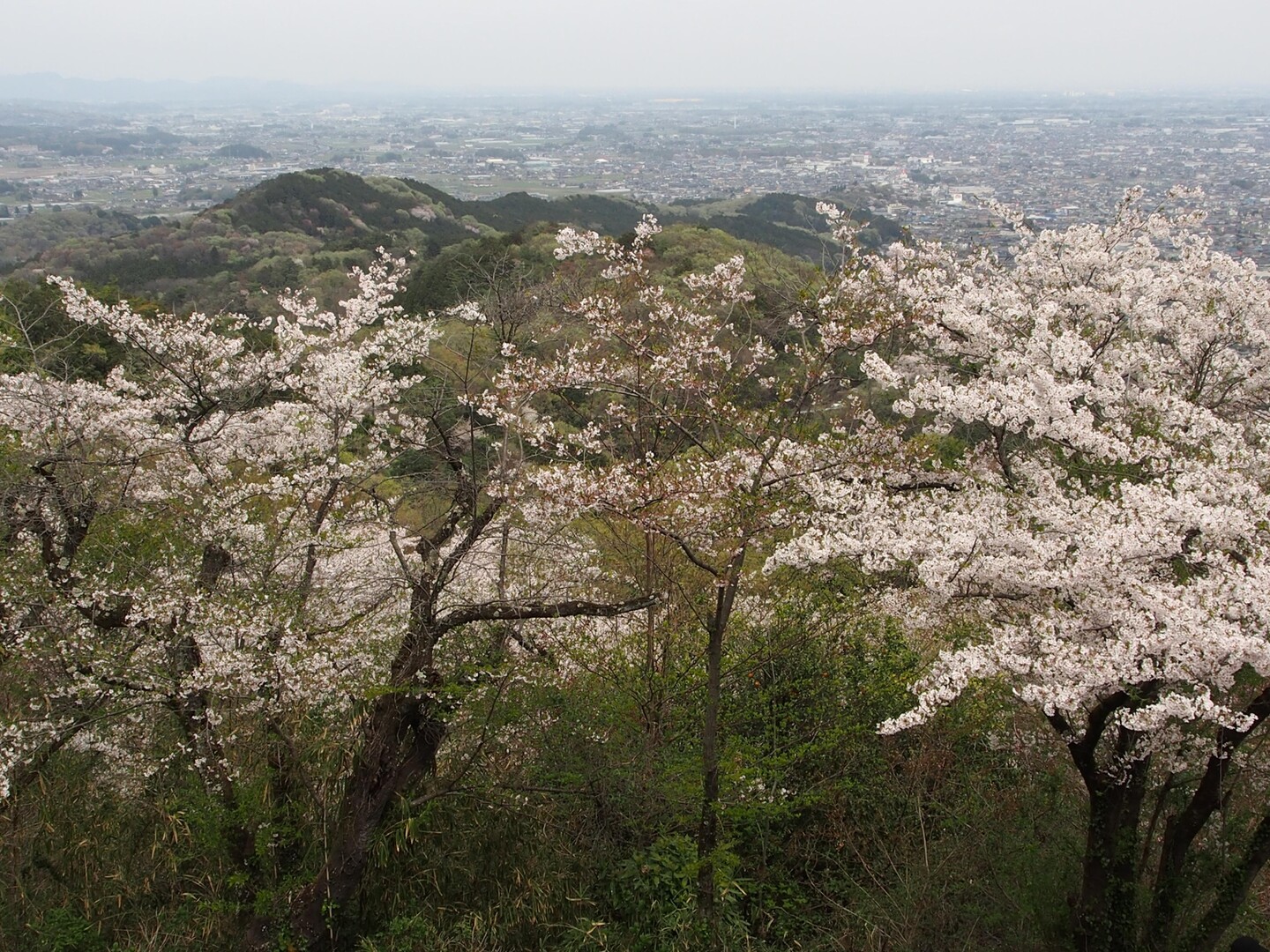 太平山・晃石山・青入山-2024-04-11 / kiyoさんの太平山・晃石山・唐沢山の活動データ | YAMAP / ヤマップ