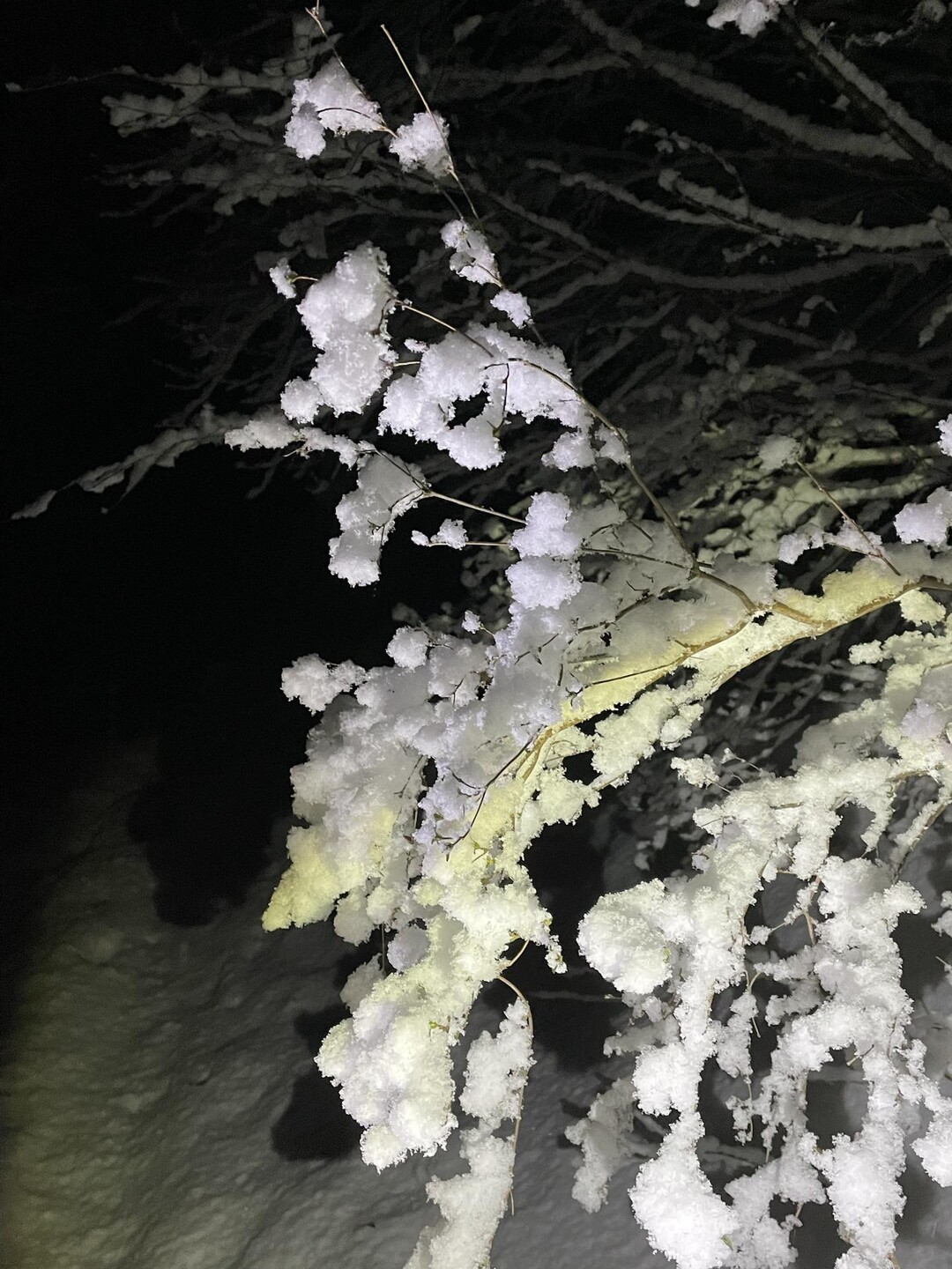 城山233 ️ / みーま（╹ ╹）さんの時水城山・丸山の活動データ | YAMAP / ヤマップ