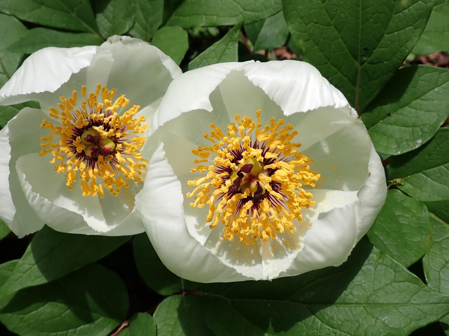 満開のヤマシャクヤク・十種ヶ峰、春花多めで😅 / BINcyanさんの十種ヶ峰の活動データ | YAMAP / ヤマップ